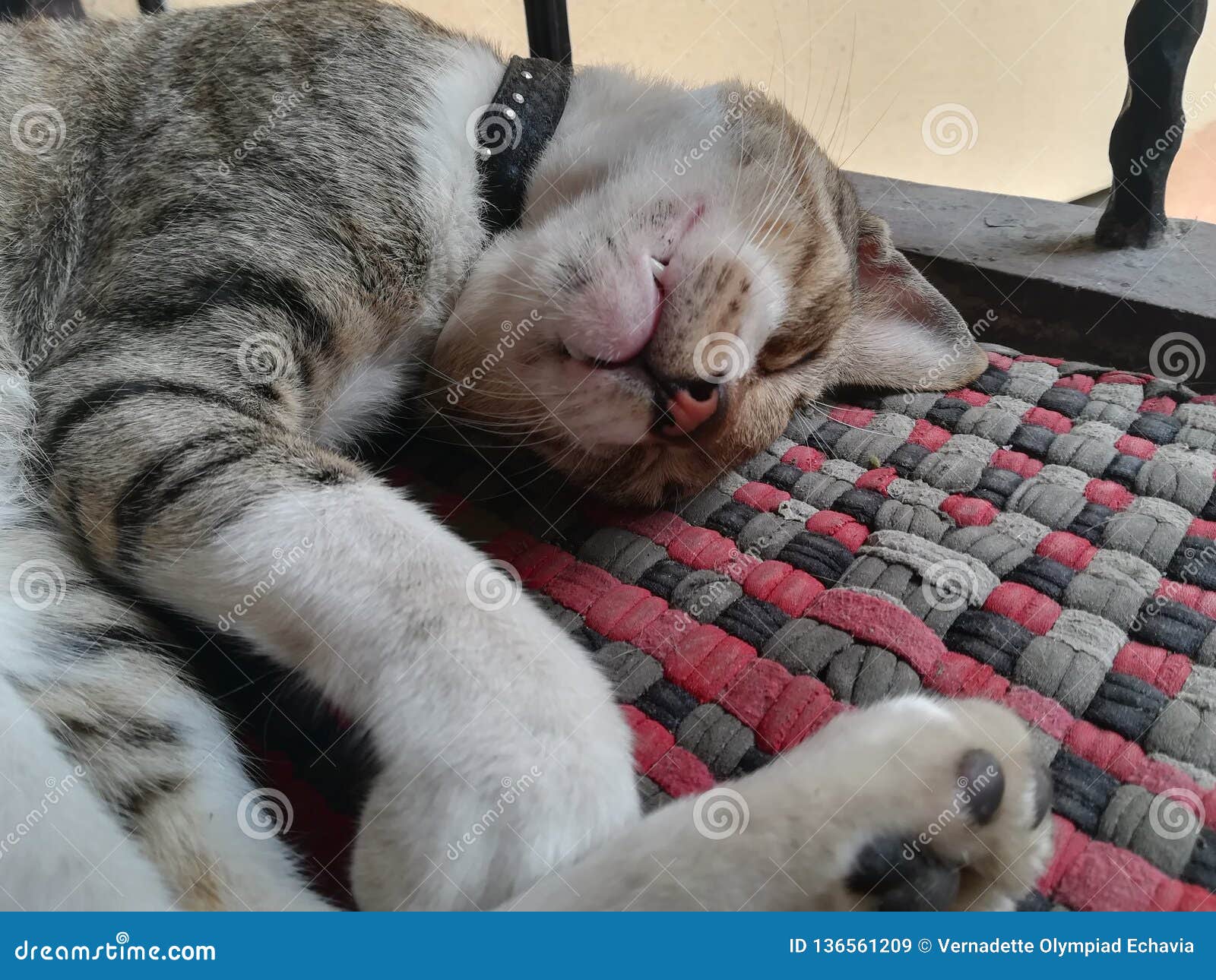 Sleeping pet cat in rug stock image. Image of sleep - 136561209