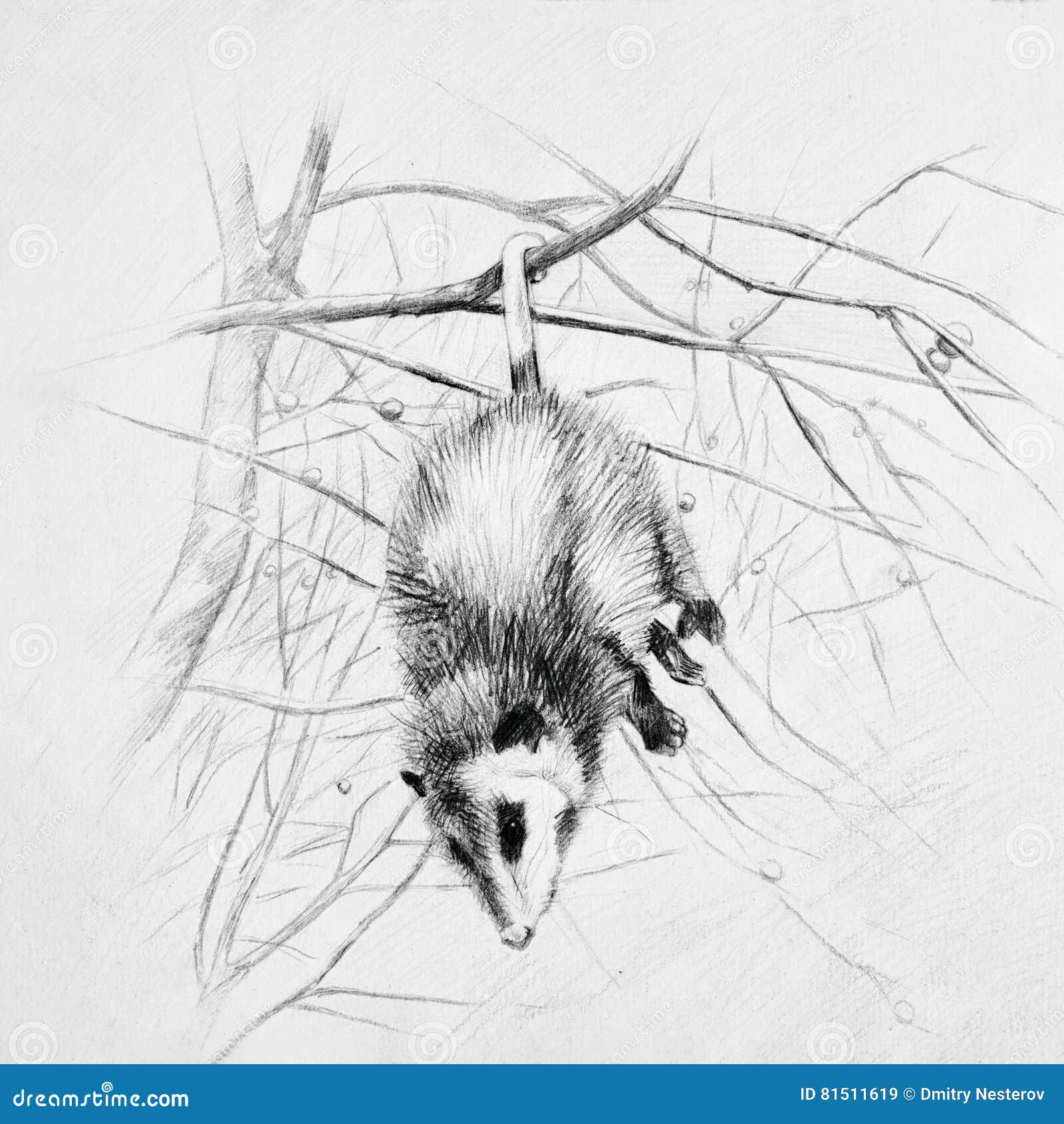 Possum Drawing