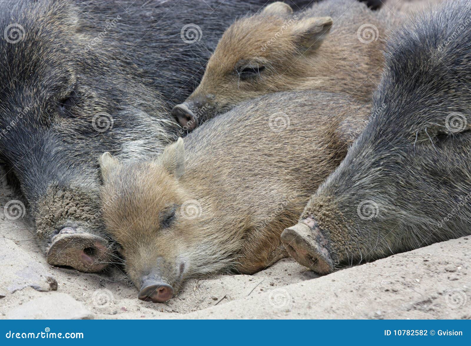 Sleeping Boars stock photo. Image of rest, dirty, boar - 10782582