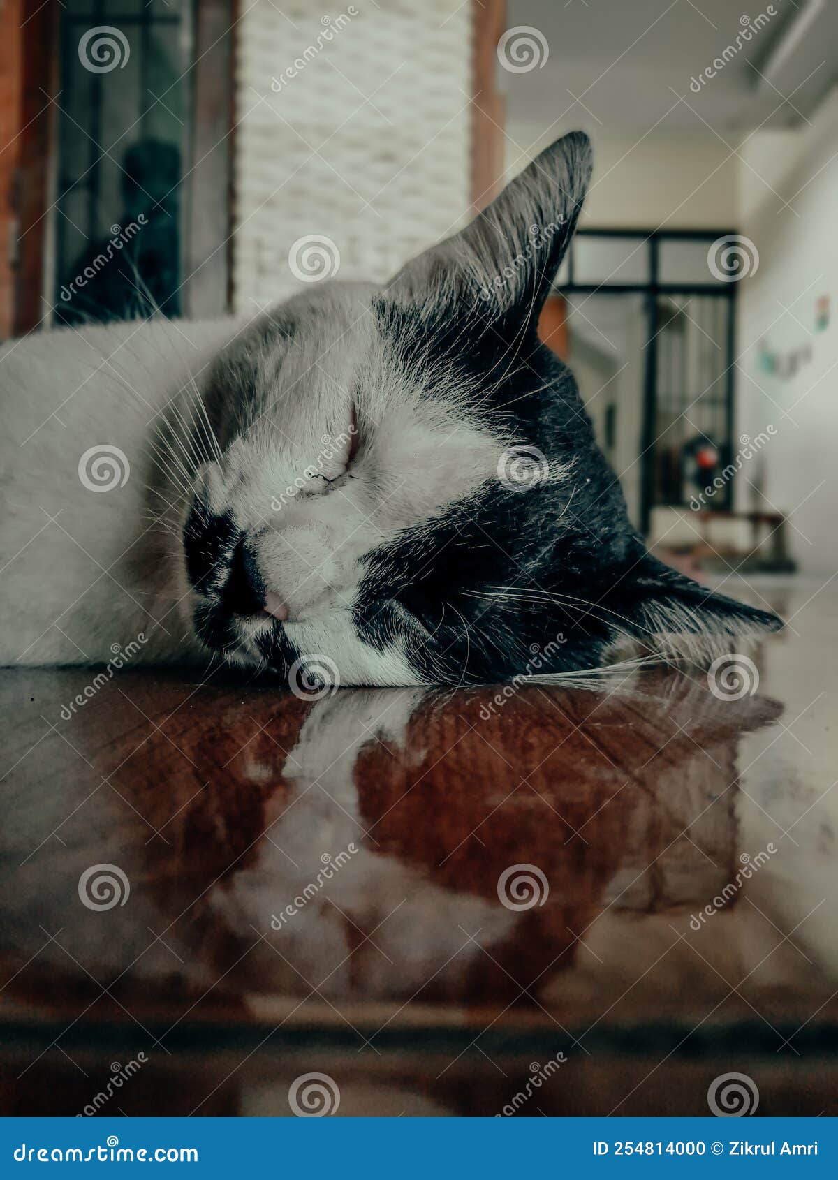 Bobby Cat Stock Photos - Free & Royalty-Free Stock Photos from Dreamstime