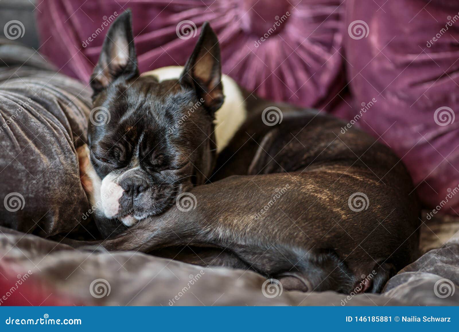 Sleeping Boston Terrier stock image. Image of sleepy - 146185881