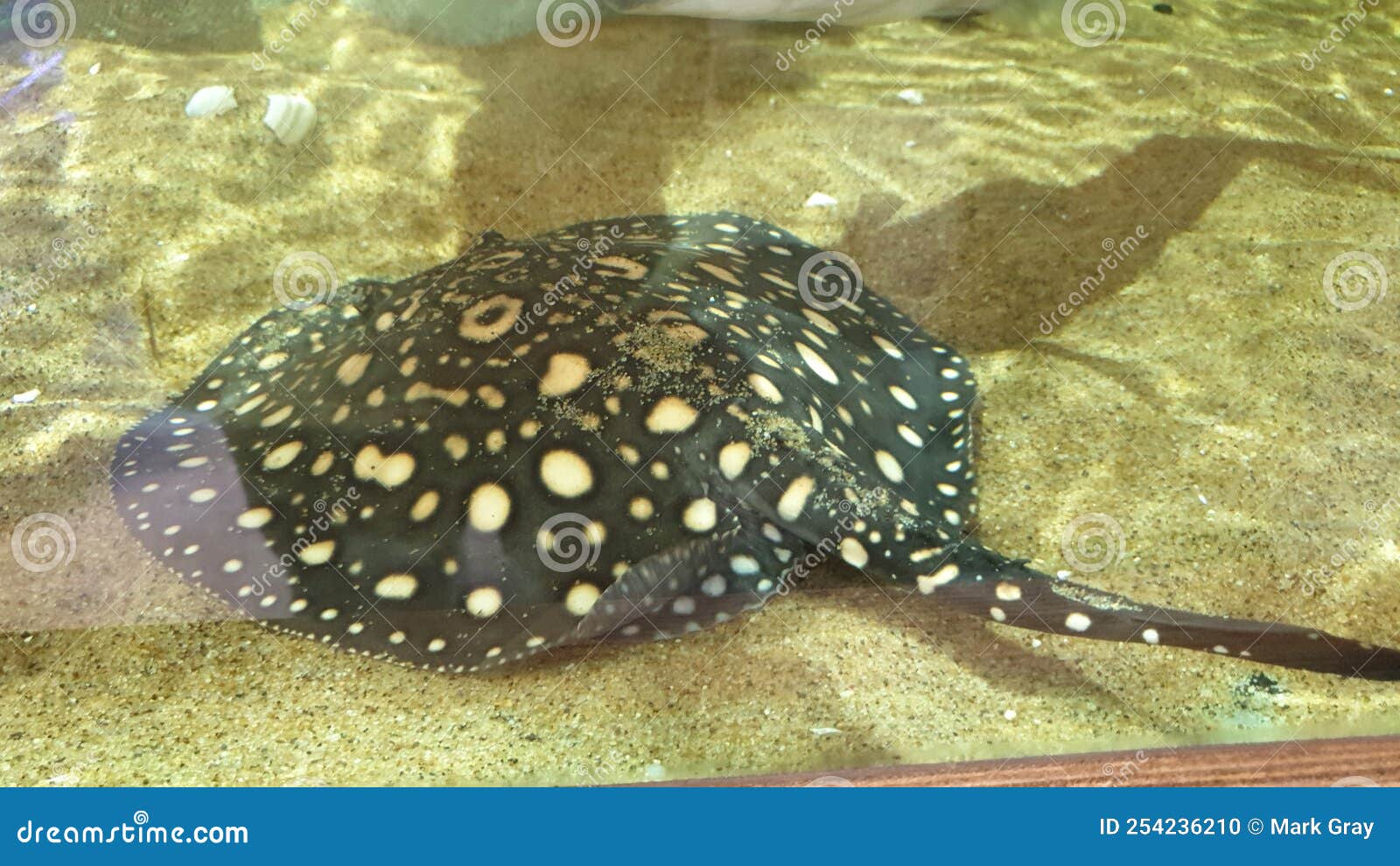 Sleeping at the Bottom editorial image. Image of spots - 254236210