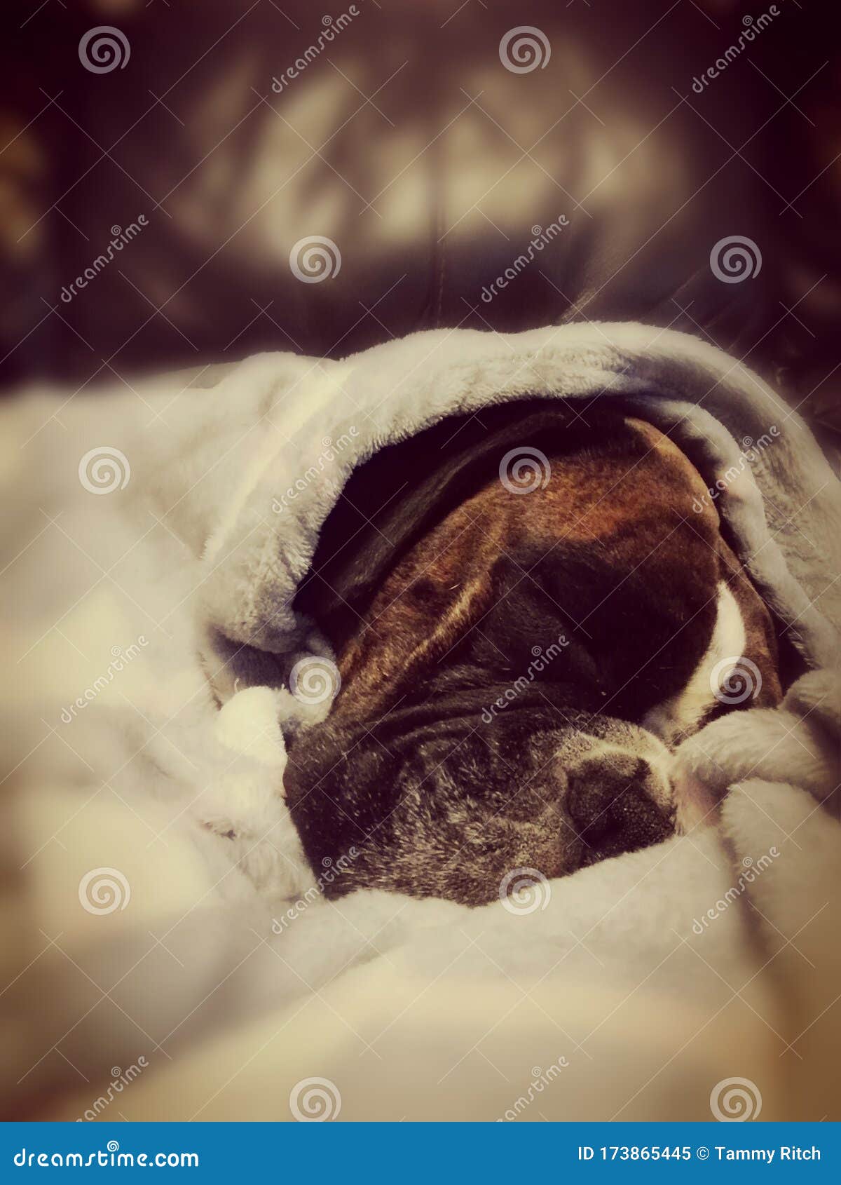 Sleeping Boxer Dog Feeling Very Comfy Stock Image - Image of boxer ...