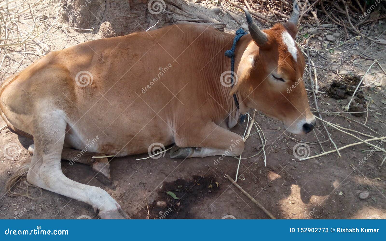 Beautifull brown bull stock image. Image of india, brown - 152902773