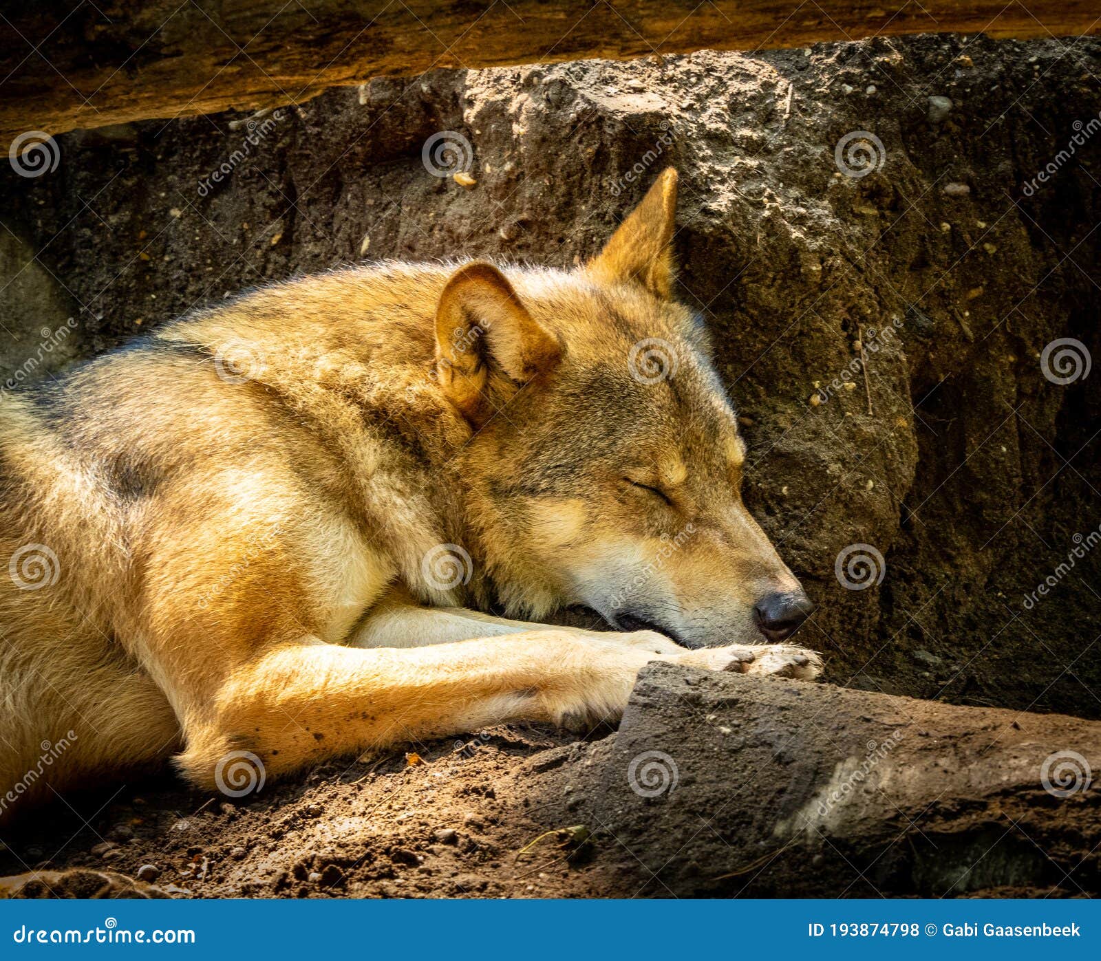 Sleeping Brown Wolf in the Zoo Stock Photo - Image of lupus, sleeping ...