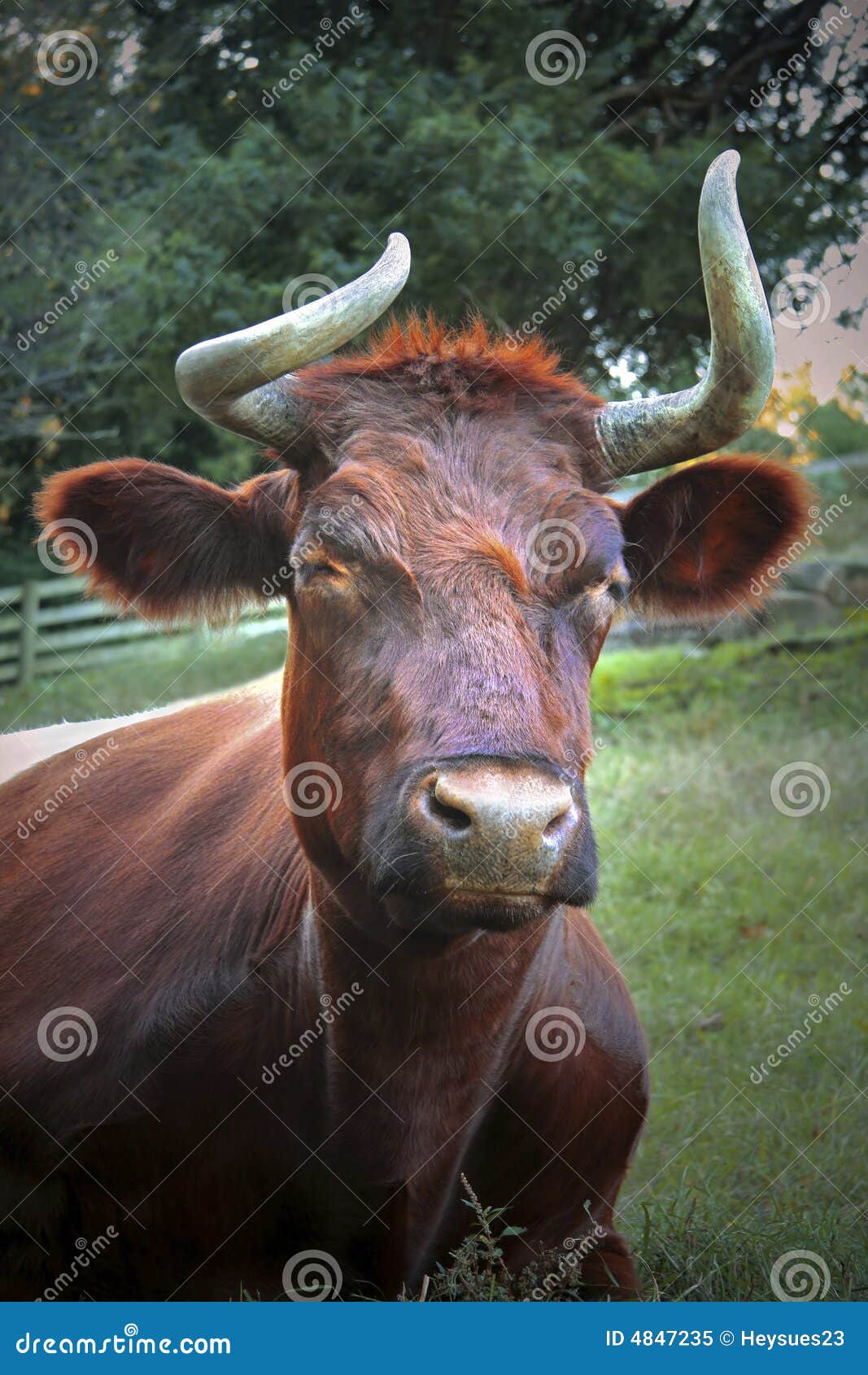 Sleeping Bull stock image. Image of nature, ears, resting - 4847235