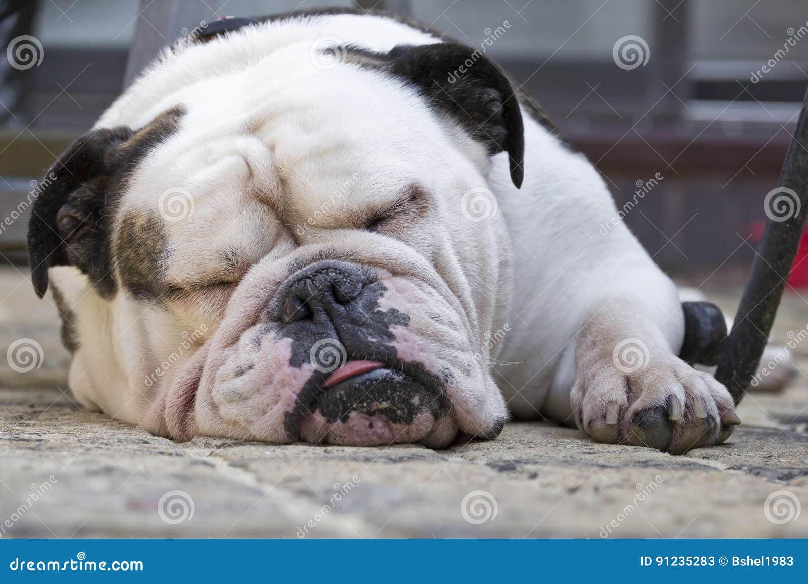 Sleeping bulldog stock image. Image of canine, face, dozing - 91235283