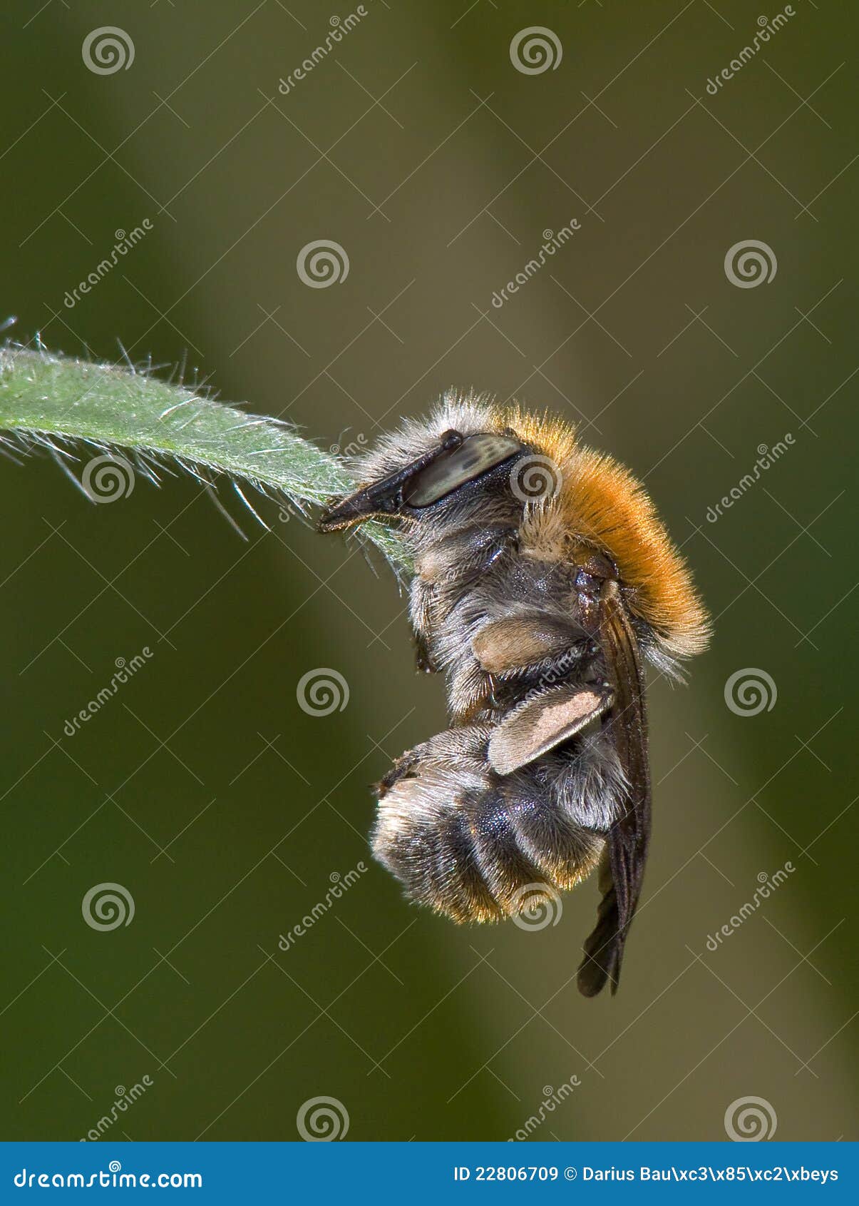 Sleeping Bumblebee Royalty Free Stock Images - Image: 22806709