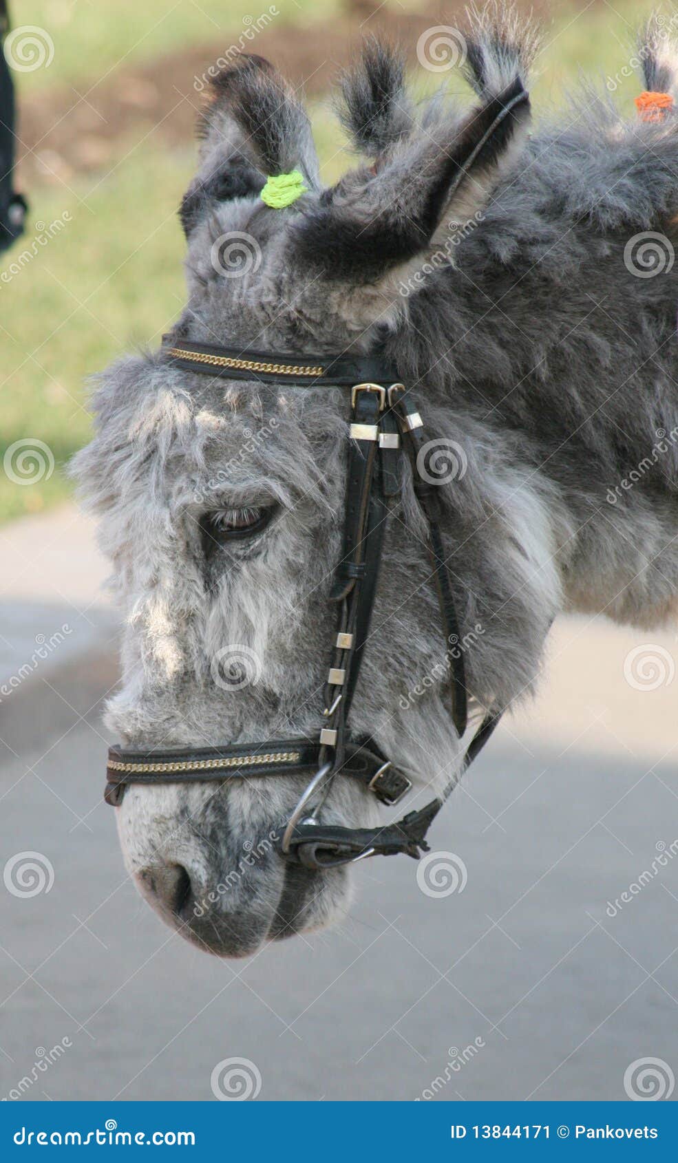 Sleeping burro stock image. Image of donkey, head, sorrow - 13844171