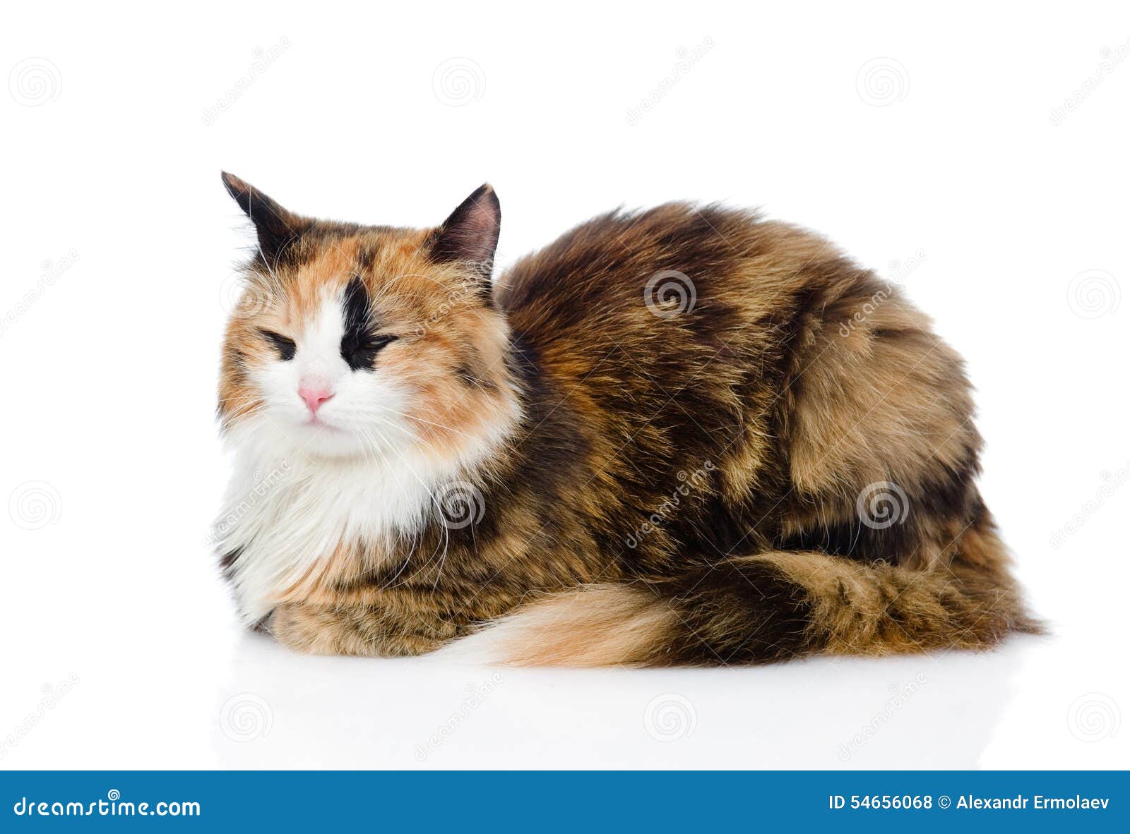 Sleeping Calico Cat Mother Is Feeding Her Kitten Stock Photography ...