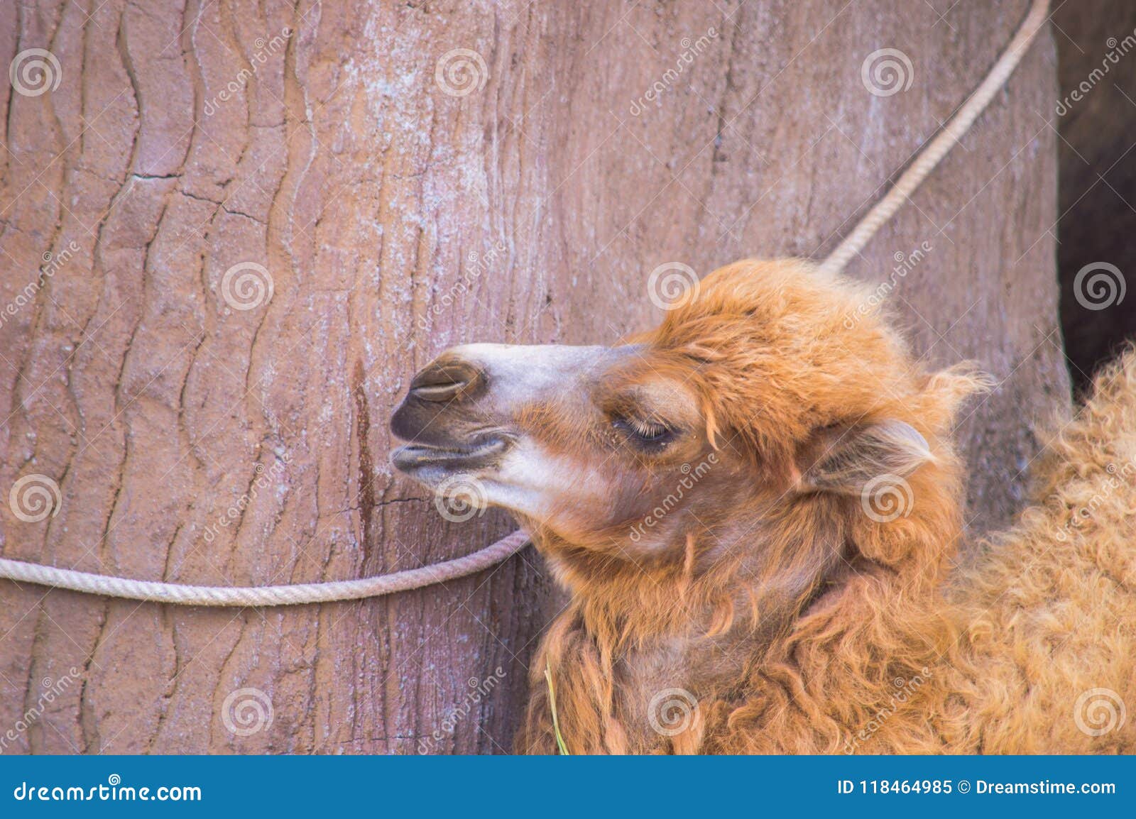 Sleeping camel portrait stock image. Image of textured - 118464985