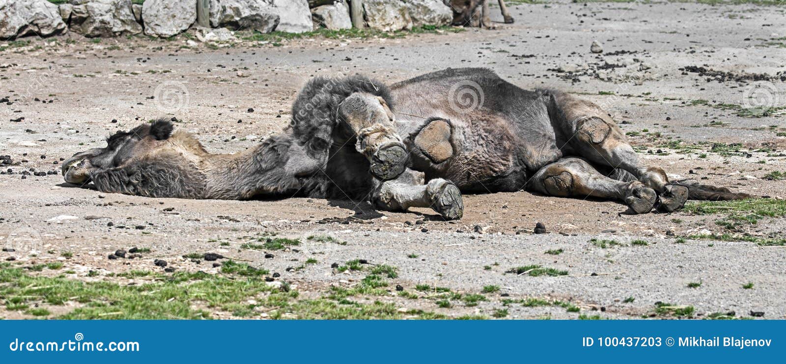 Sleeping camel 1 stock image. Image of desert, enduring - 100437203