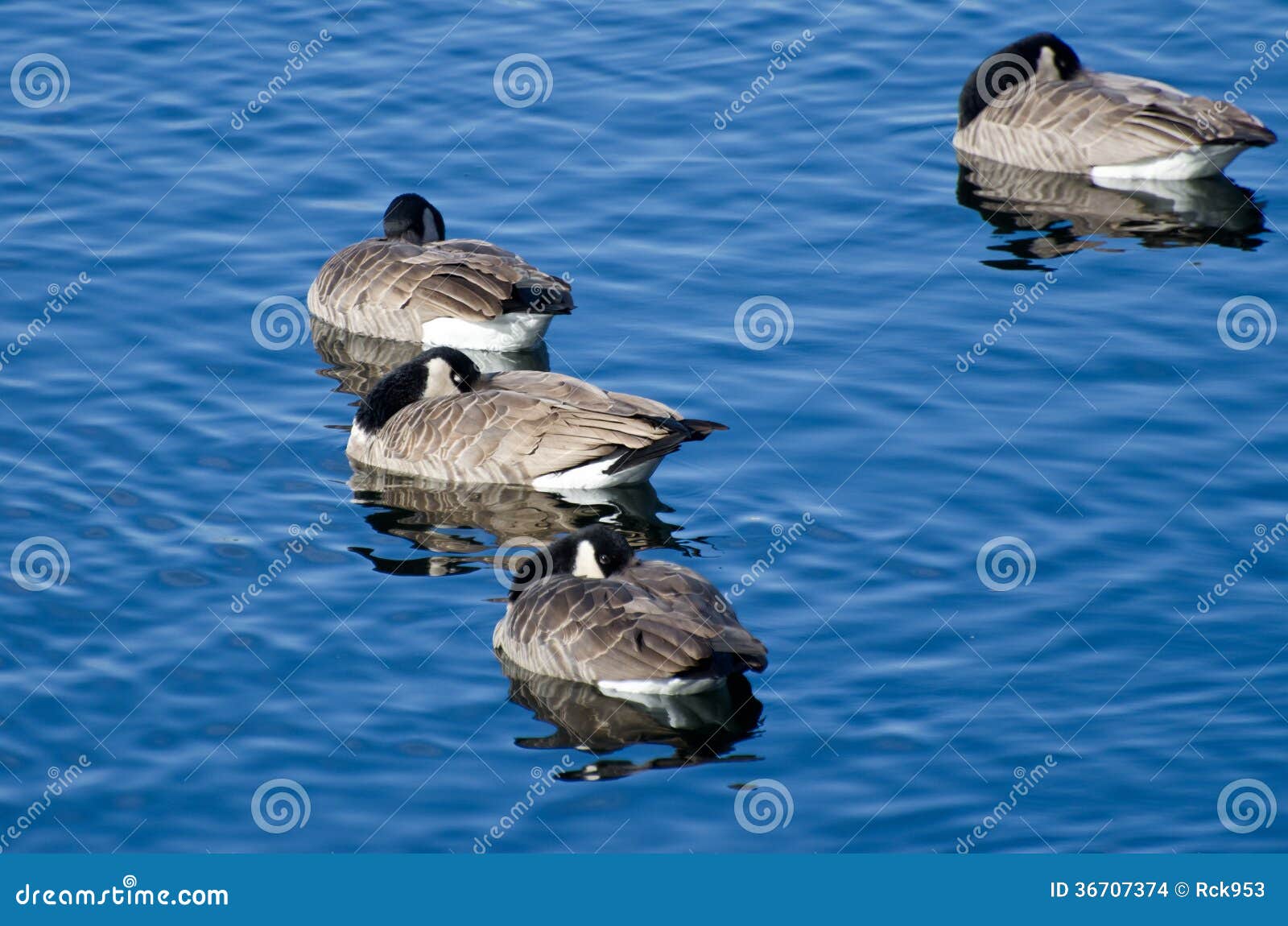 Sleeping Canada Geese stock photo. Image of bird, wildlife - 36707374