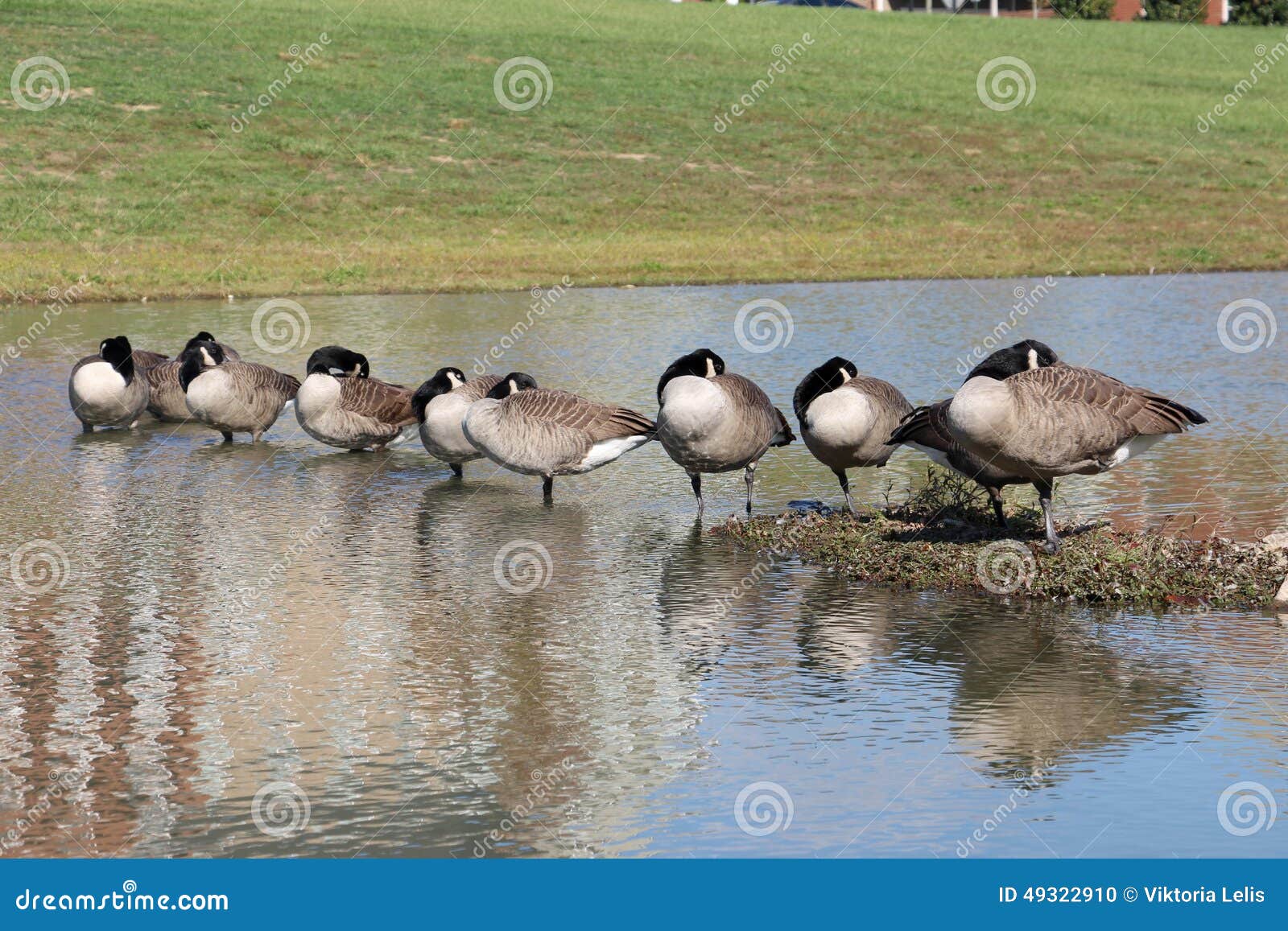 Sleeping canadian geese stock photo. Image of napping - 49322910