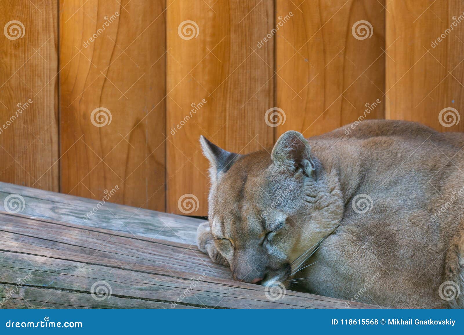 Sleeping Canadian Mountain Puma or Puma Concolor Stock Photo - Image of ...
