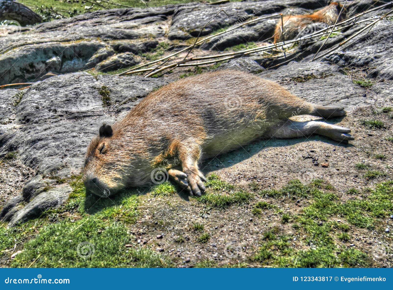 Sleeping capybara stock image. Image of hydrochaeris - 123343817
