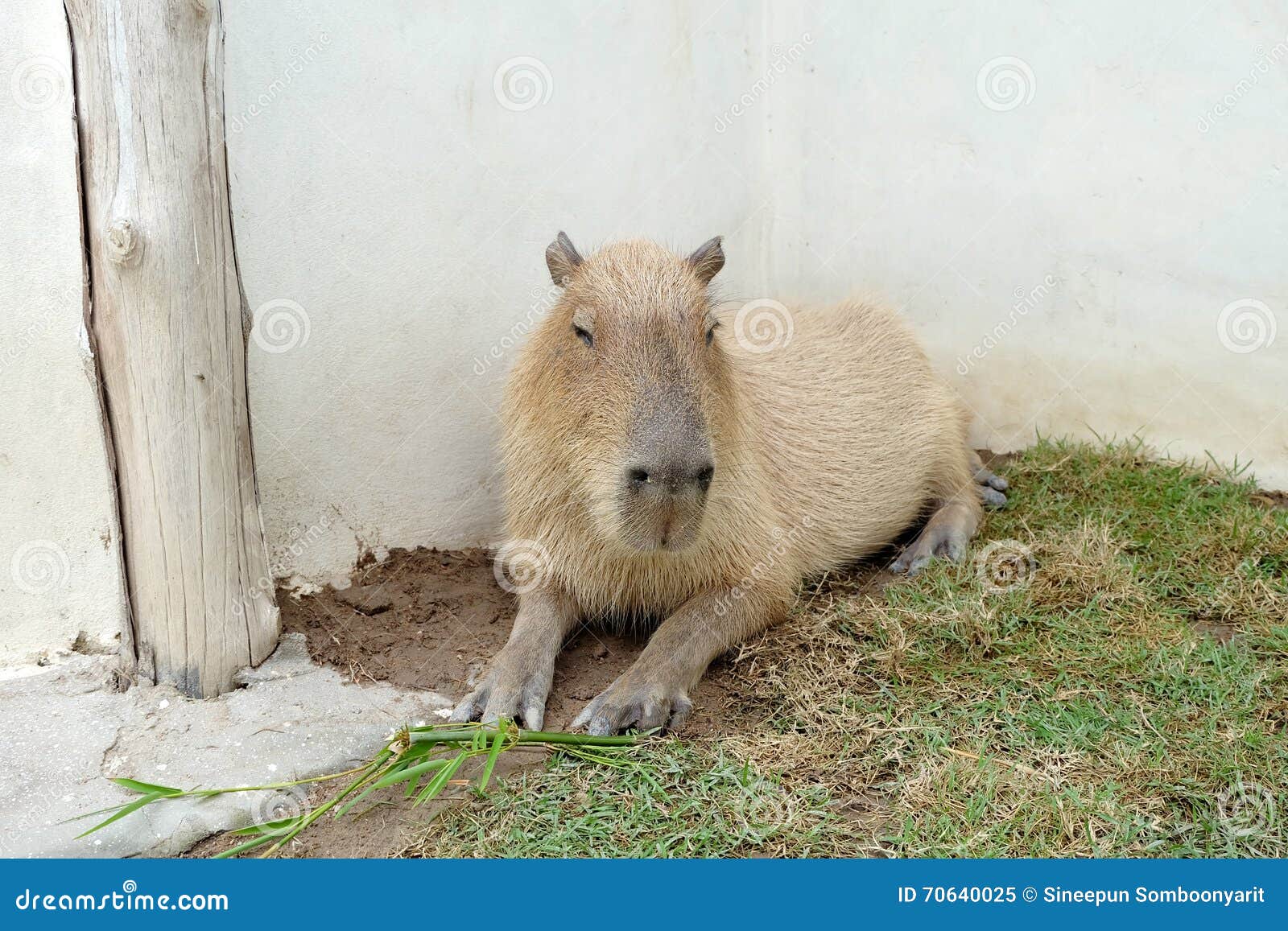 Sleeping capybara stock image. Image of sleeping, laying - 70640025
