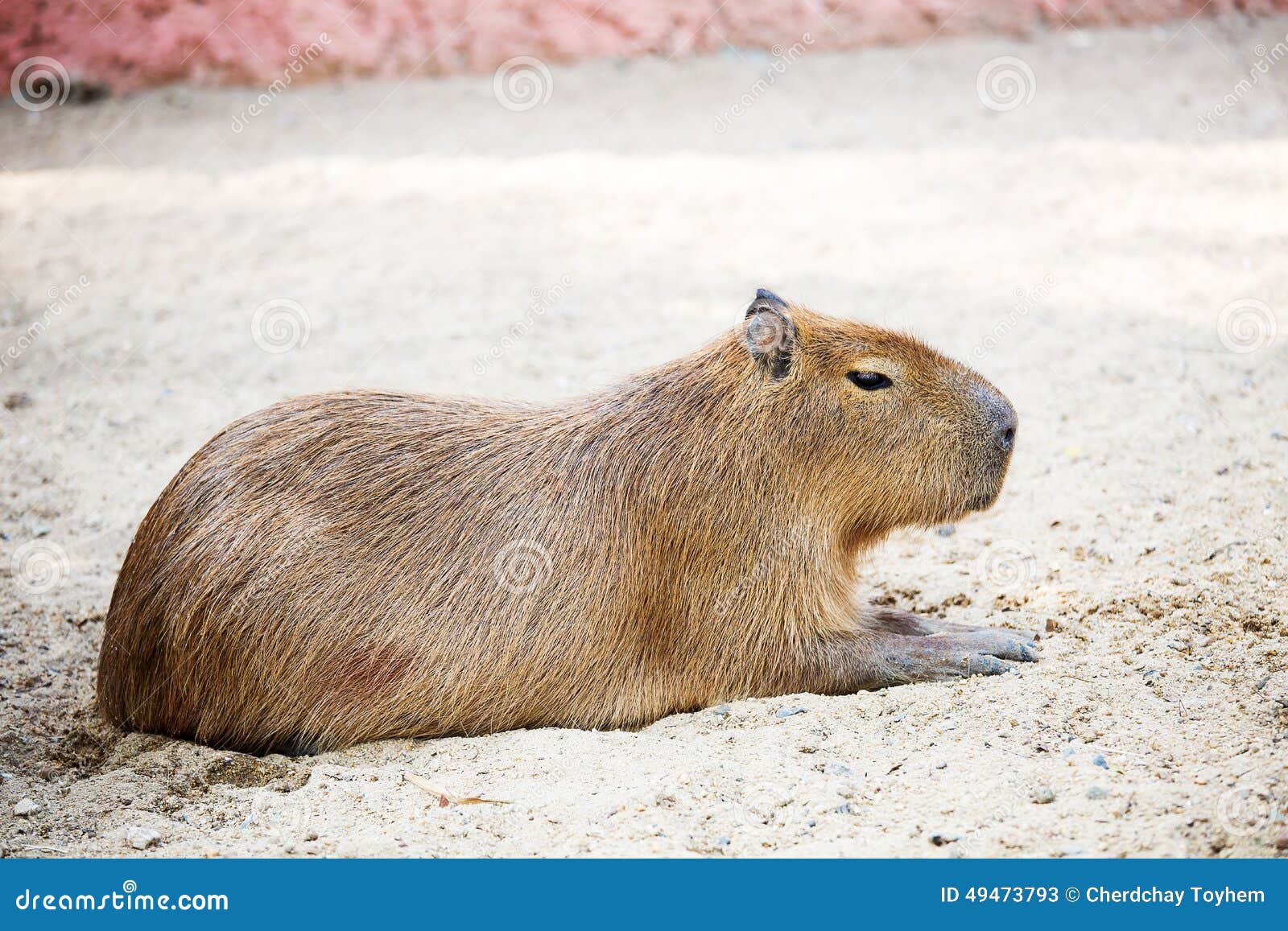 Sleeping Capybara. ( Rodent ) Stock Image - Image of animals, large ...