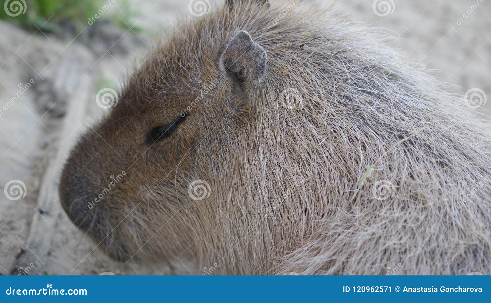 Sleeping capybara stock image. Image of capybara, sleeping - 120962571