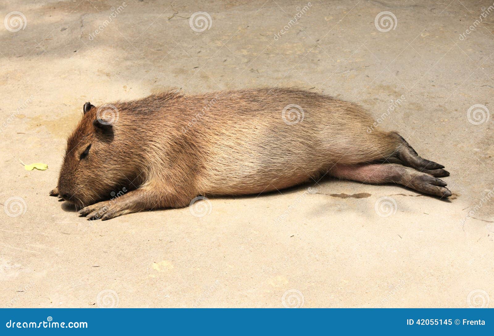 Sleeping capybara stock image. Image of wild, animal - 42055145