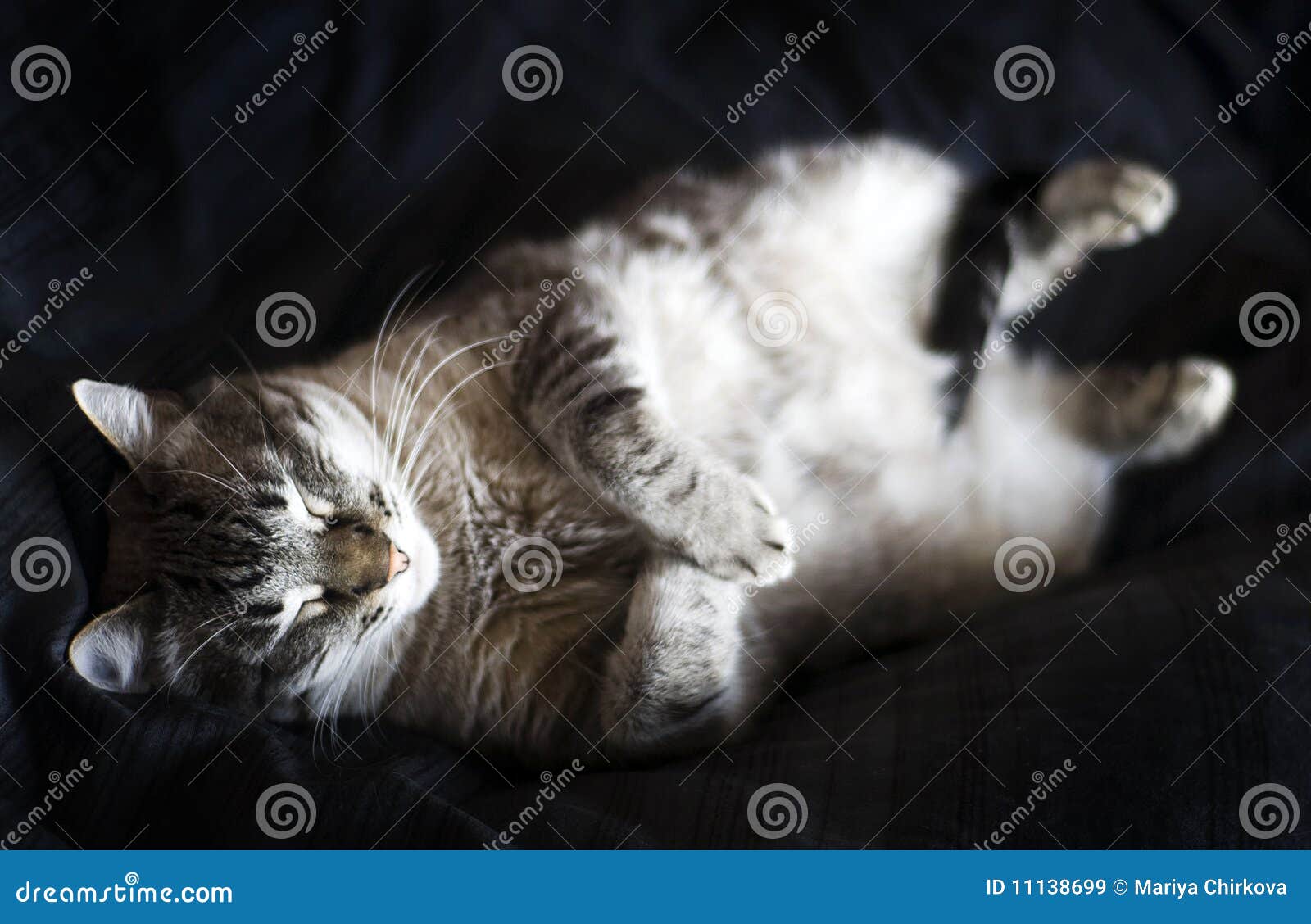 1,066 Fat Cat Sleep Photos - Free & Royalty-Free Stock Photos from ...