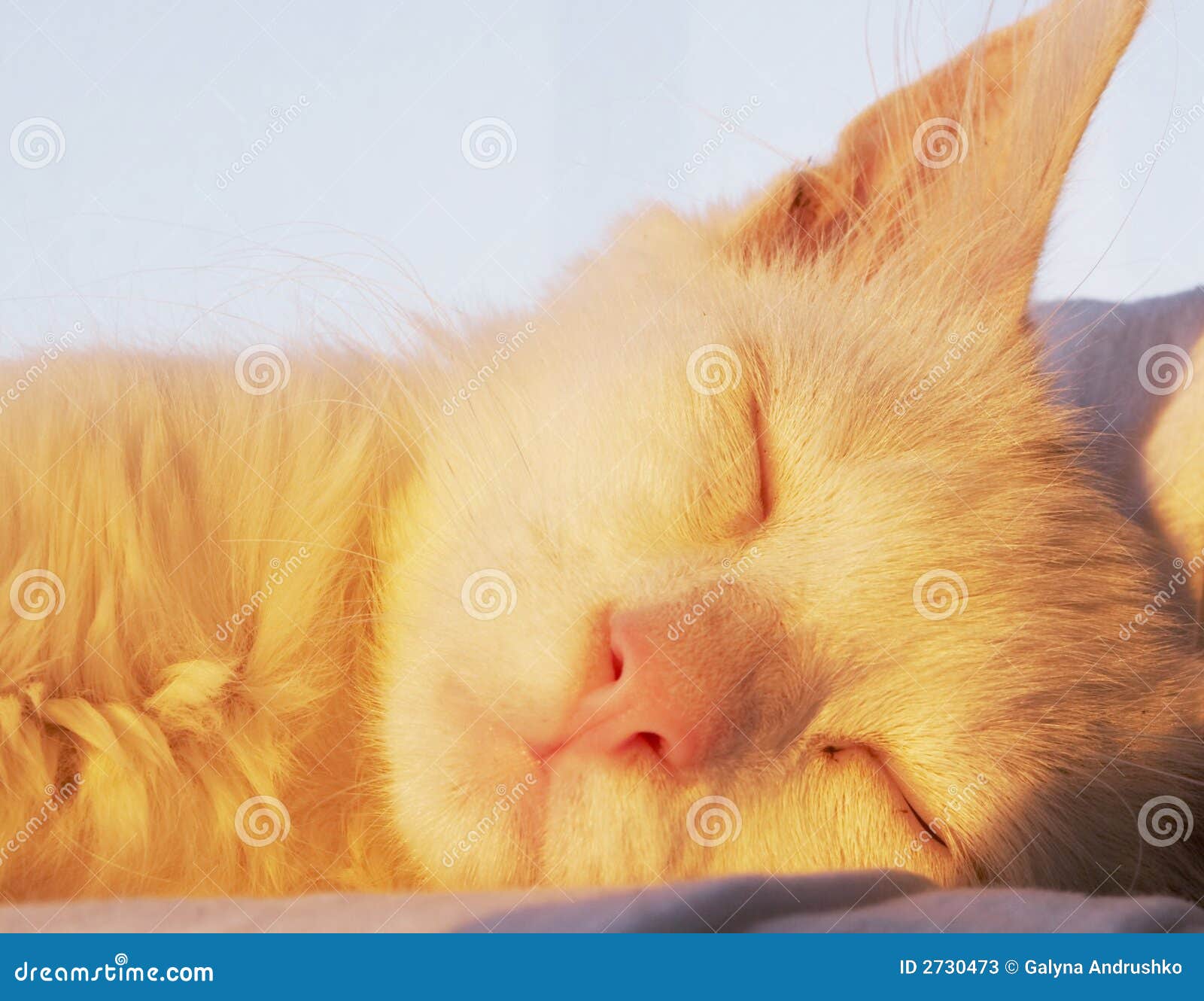 Sleeping cat stock image. Image of animal, ears, casual - 2730473