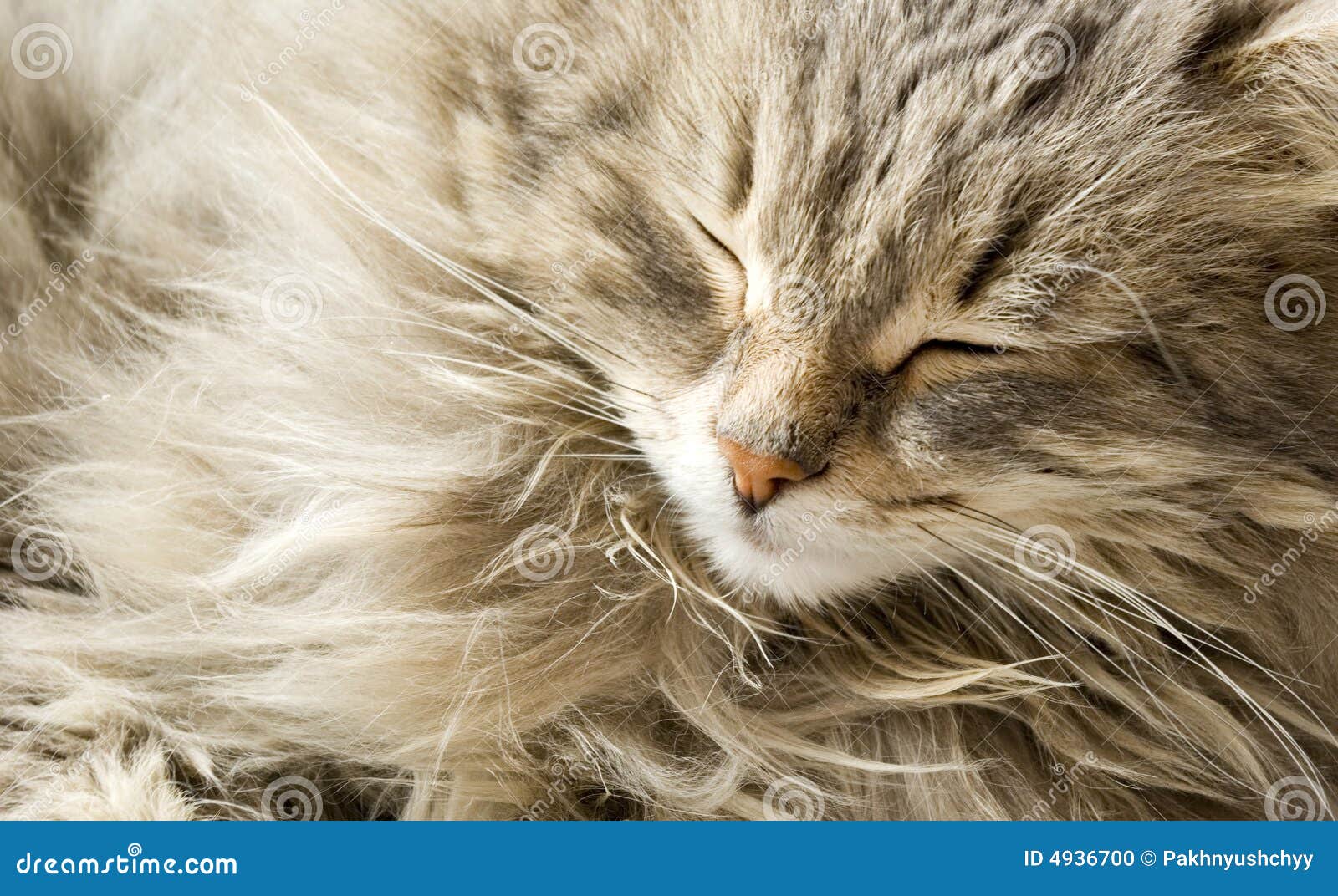 Sleeping cat stock photo. Image of lazy, friend, kitty - 4936700