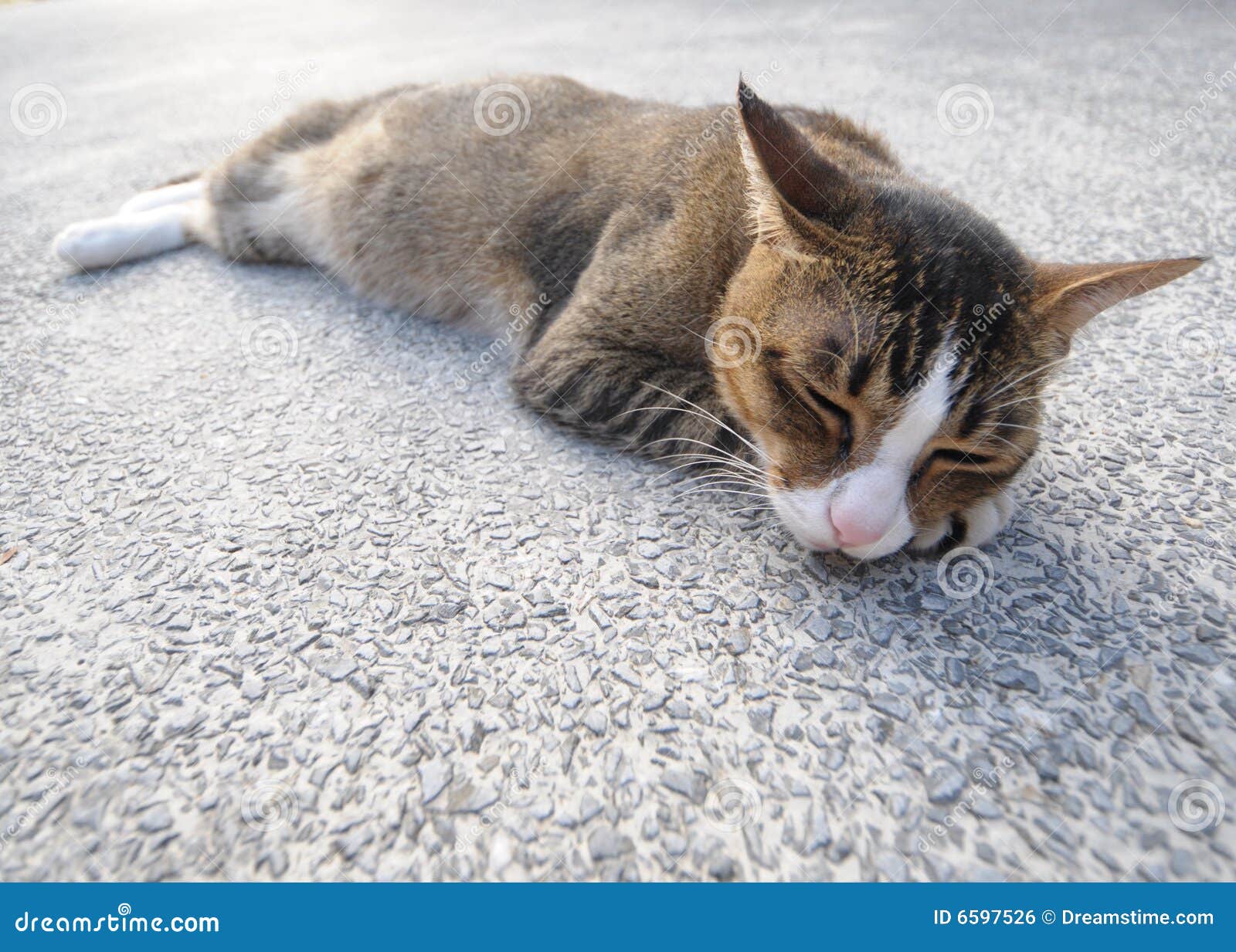 Sleeping cat stock photo. Image of laze, dozing, sleeping - 6597526