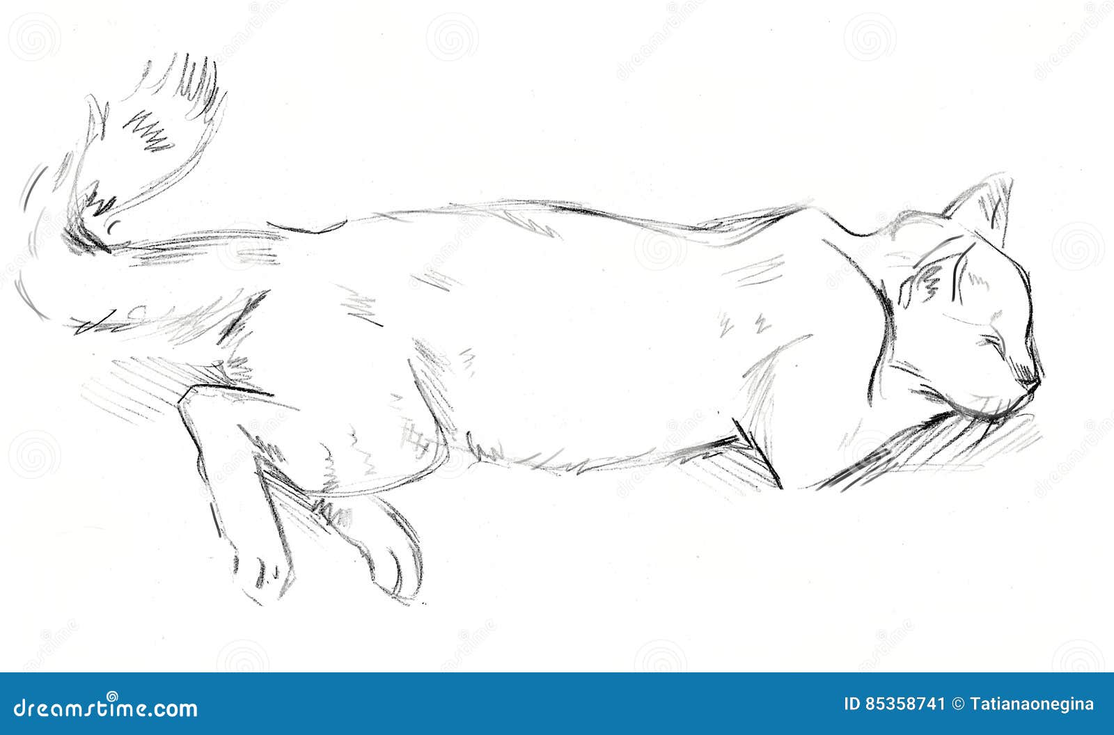 Sleeping cat stock illustration. Illustration of asleep - 85358741