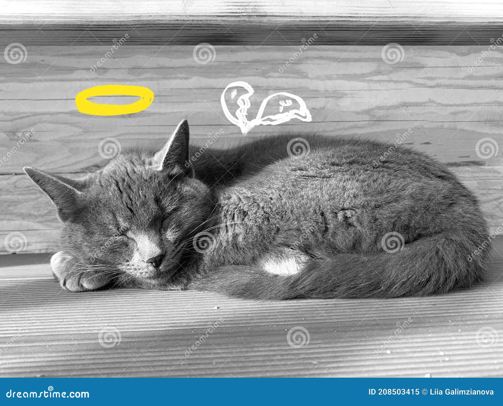 Sleeping cat as an angel stock image. Image of pretty - 208503415