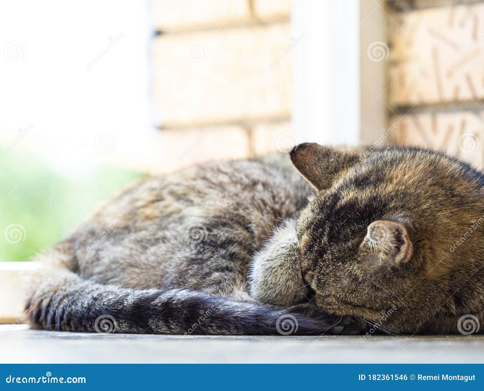 Sleeping Cat and Blur Background Stock Photo - Image of lying ...