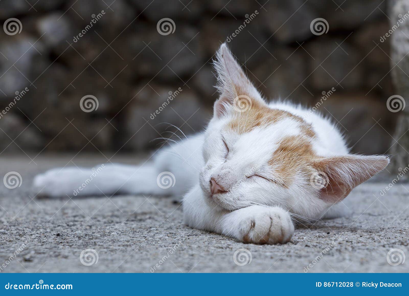 Sleeping Cat, Catnap stock photo. Image of whiskers, sleep - 86712028