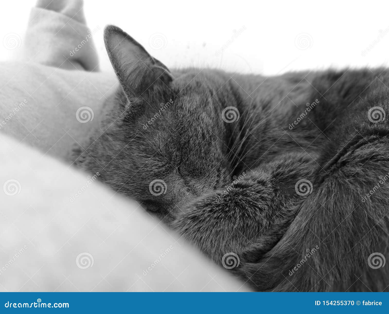 Sleeping cat stock photo. Image of dormant, chat, sleeping - 154255370