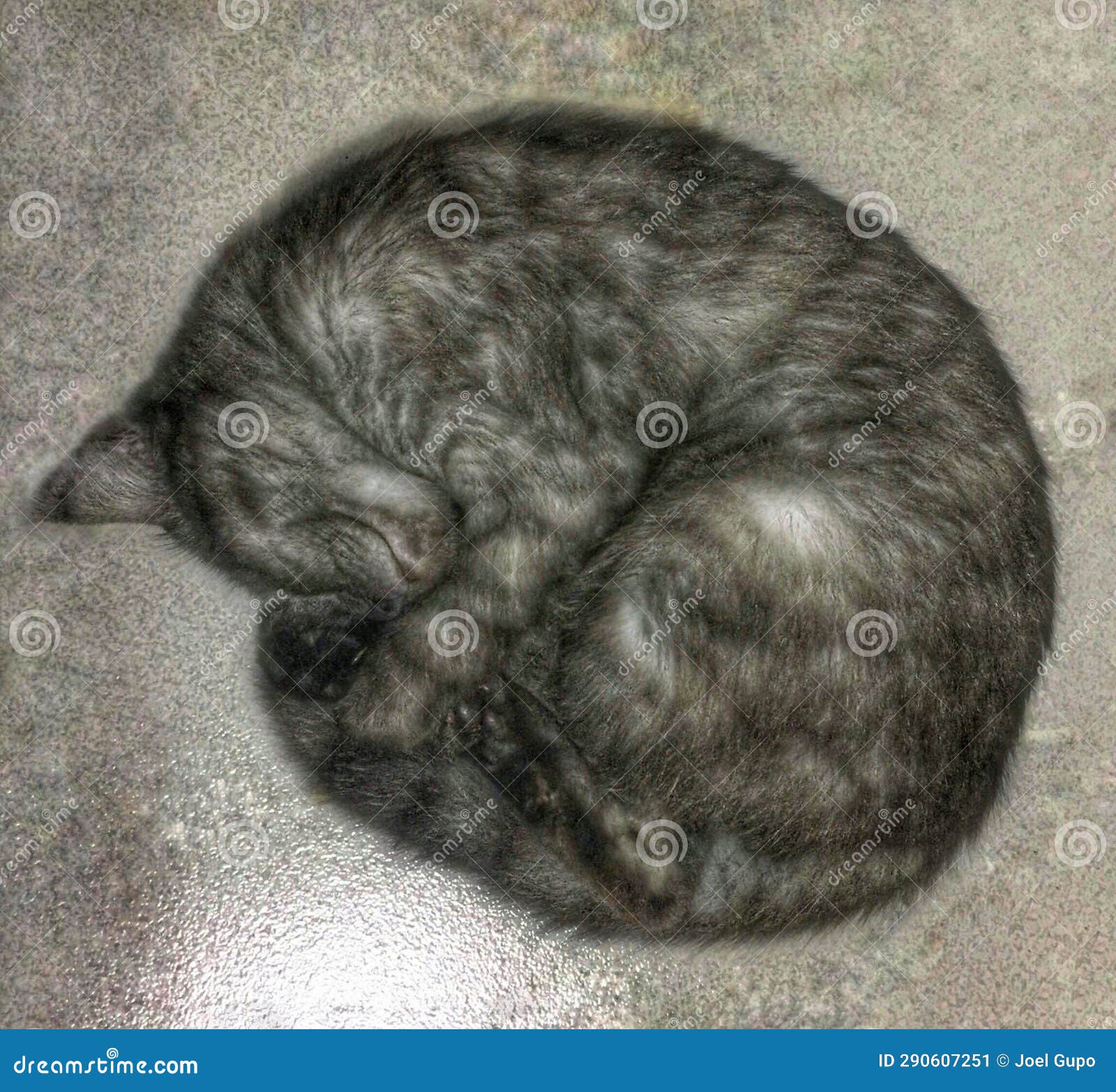 Sleeping Cat on a Circle Position Stock Image - Image of kitten, animal ...