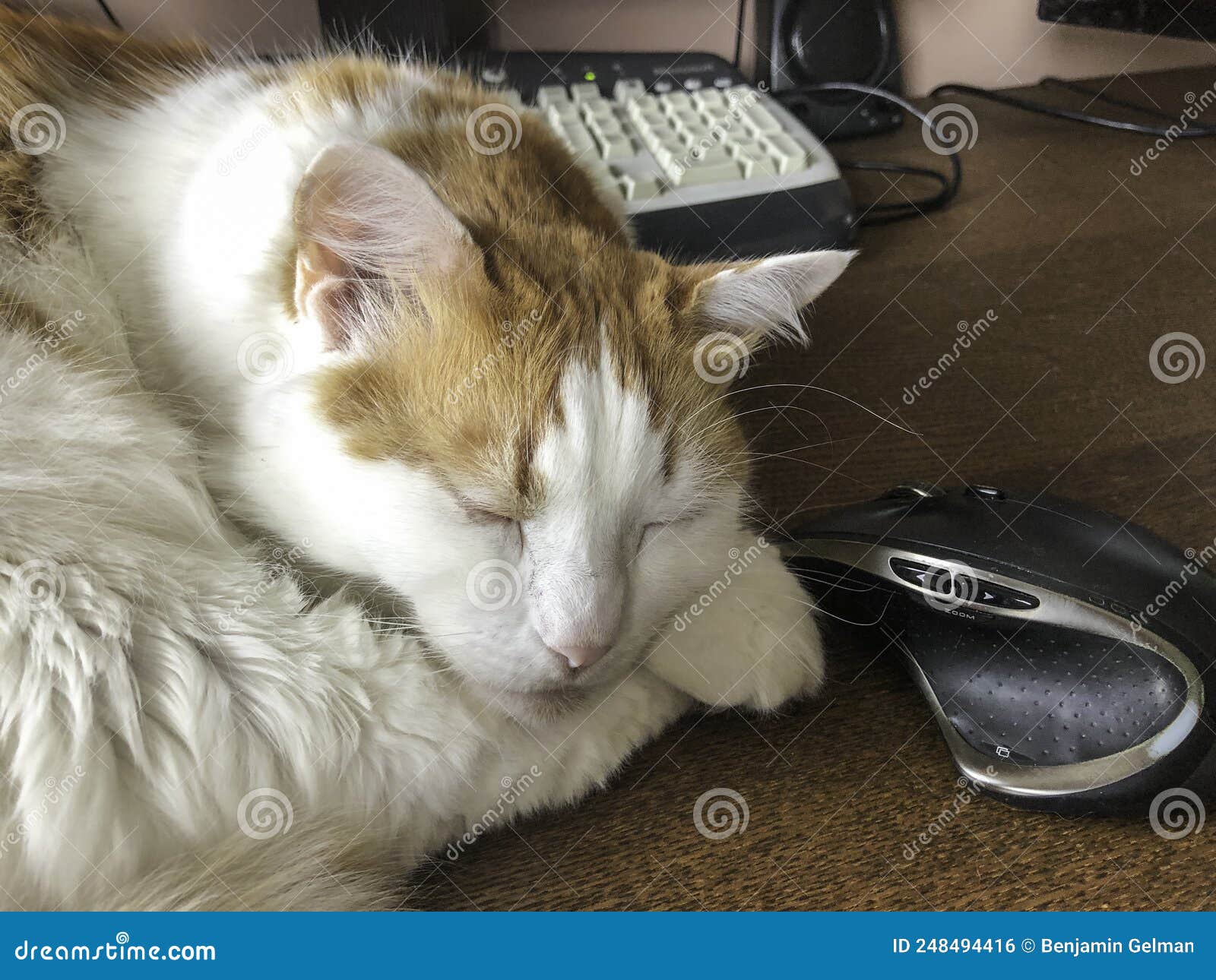 Sleeping Cat at the Computer, Close-up Stock Photo - Image of break ...