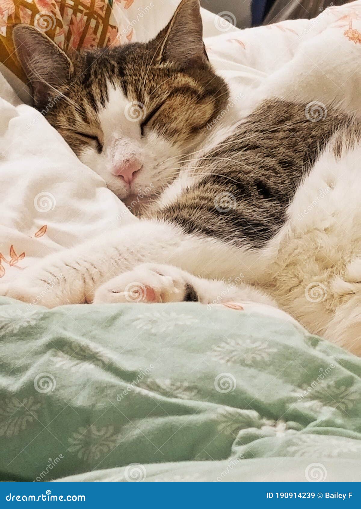 Sleeping cat cozy stock image. Image of mammal, animal - 190914239