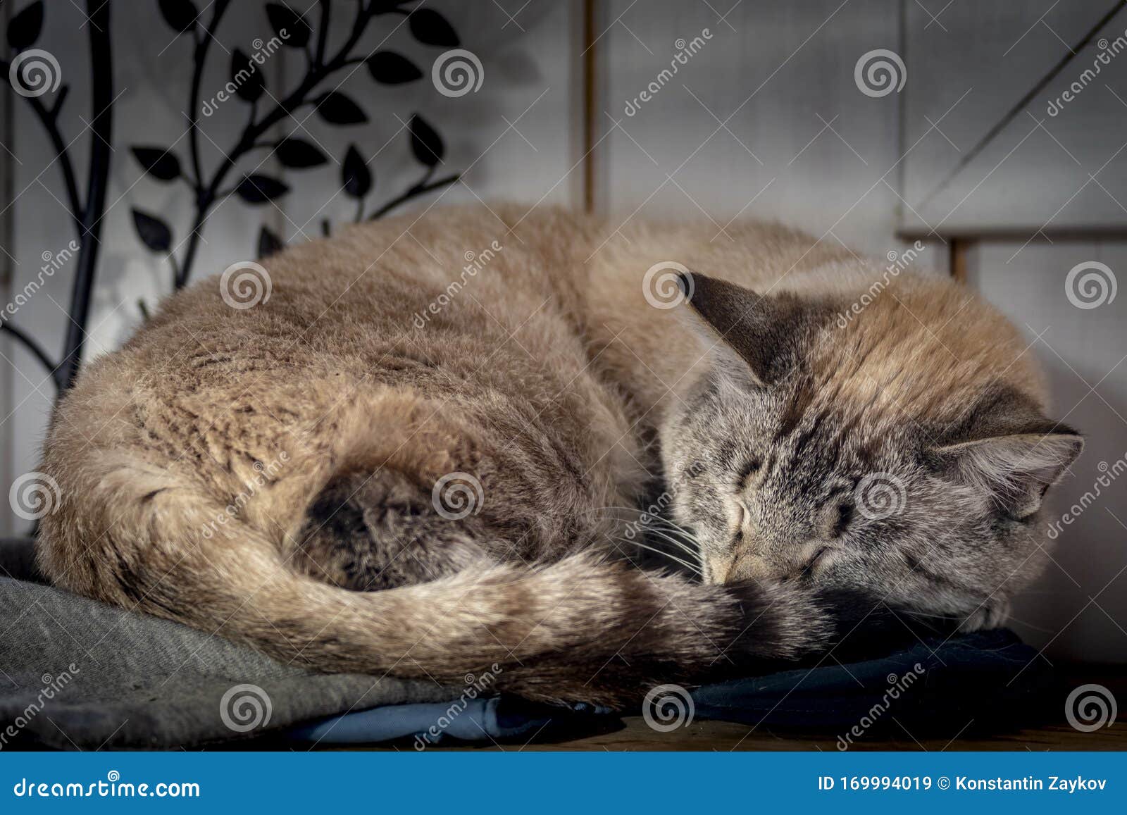 Sleeping Cat. Cat Curled Up Stock Image - Image of sleepy, fluffy ...