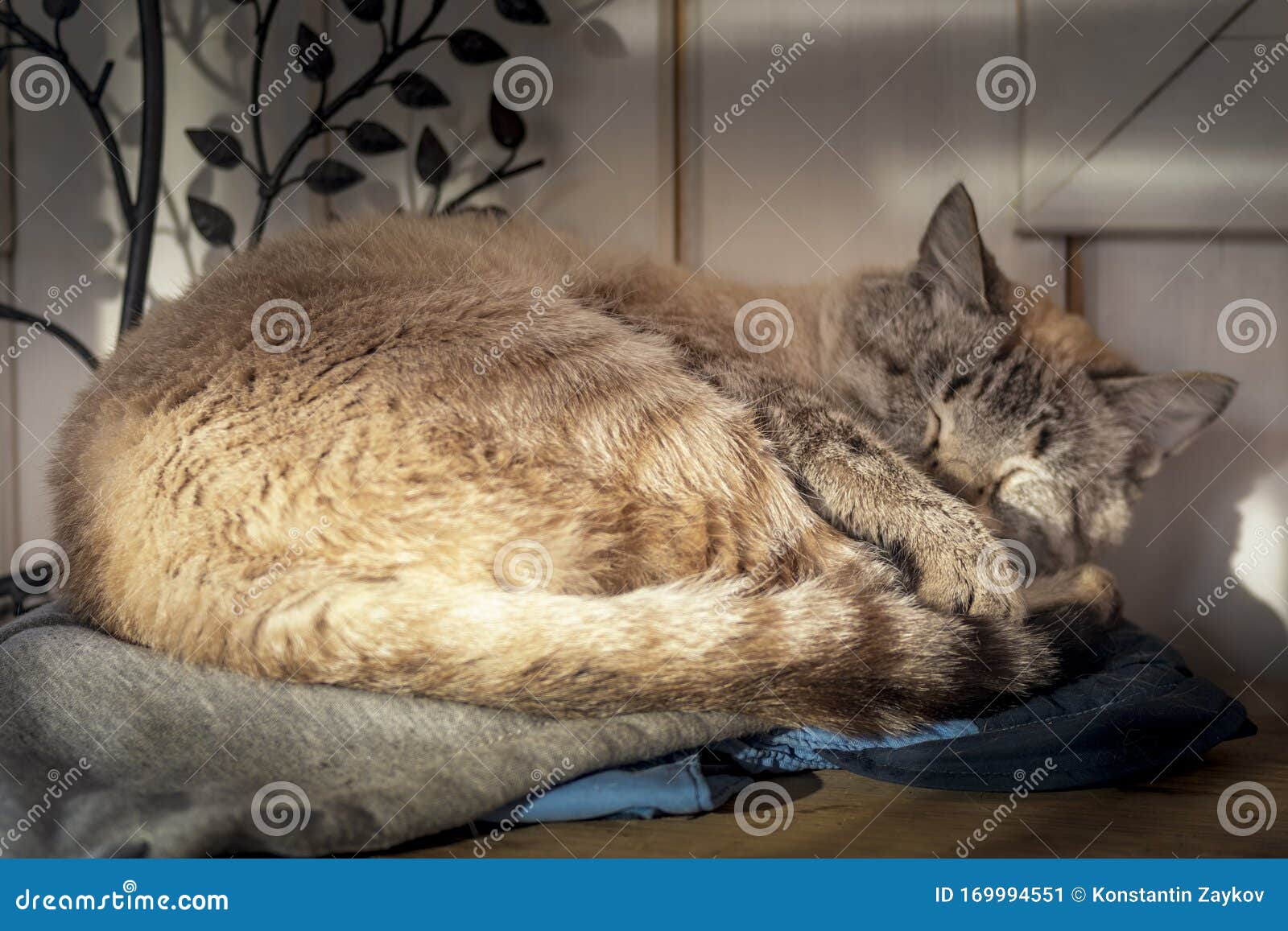 Sleeping Cat. Cat Curled Up, Sunny Day Light. Stock Image - Image of ...