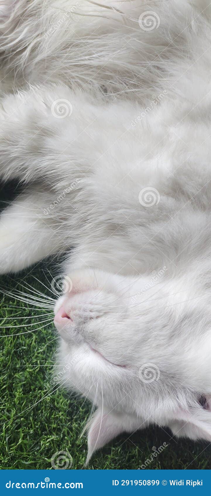 Sleeping cat stock image. Image of textile, kitten, skin - 291950899