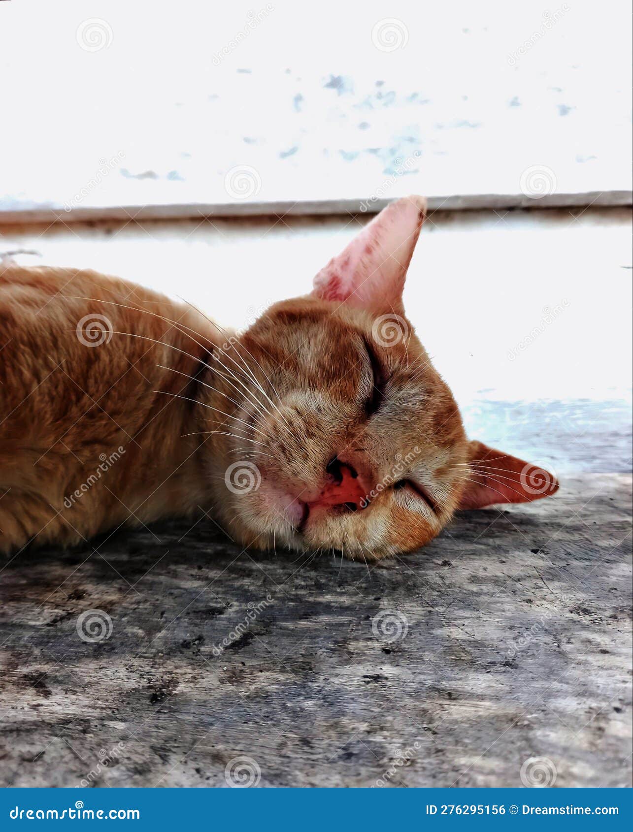 Sleeping Cat during the Day after Eating a Lot of Food Stock Photo ...