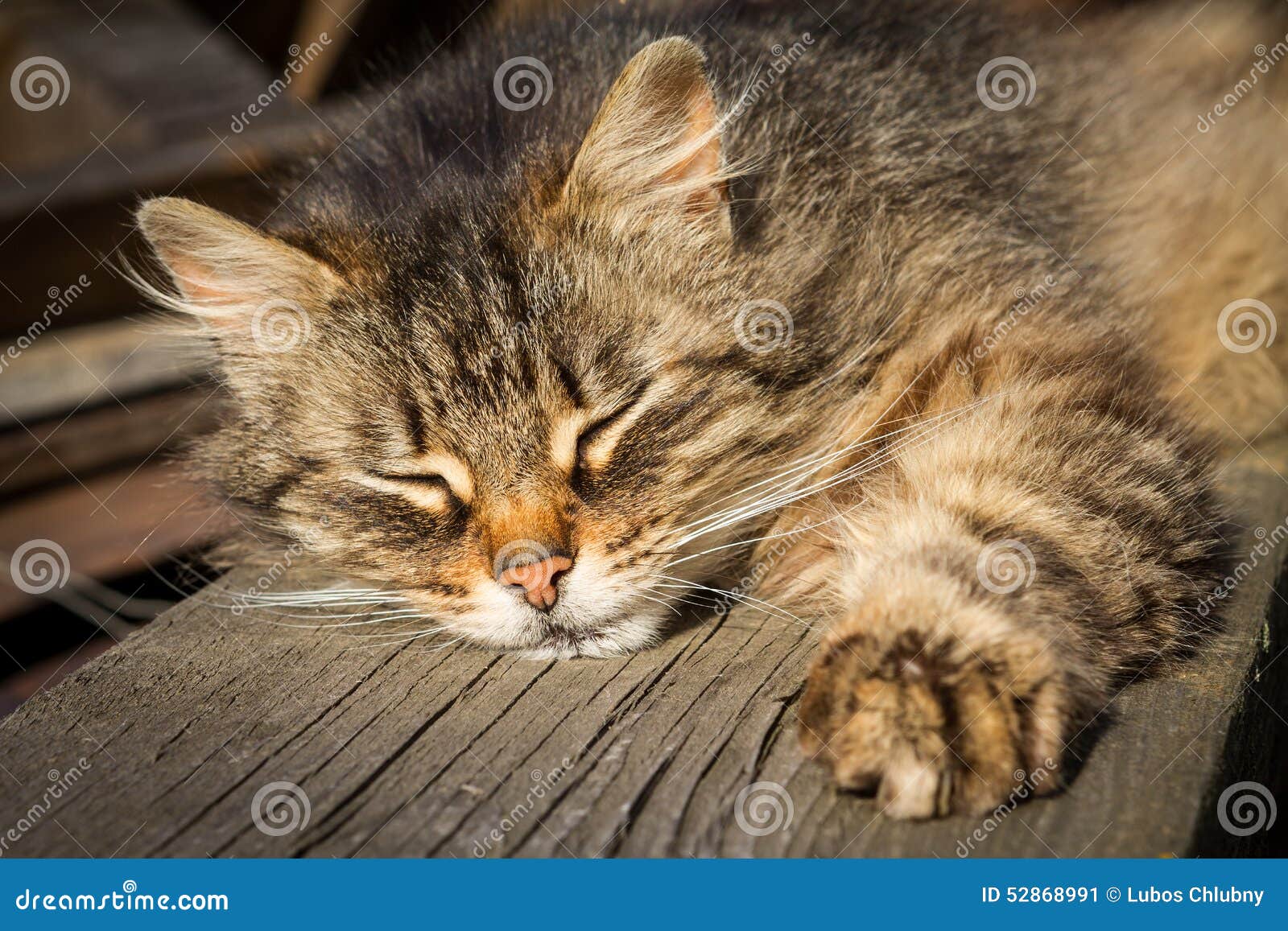 Sleeping cat stock image. Image of pretty, feline, furry - 52868991