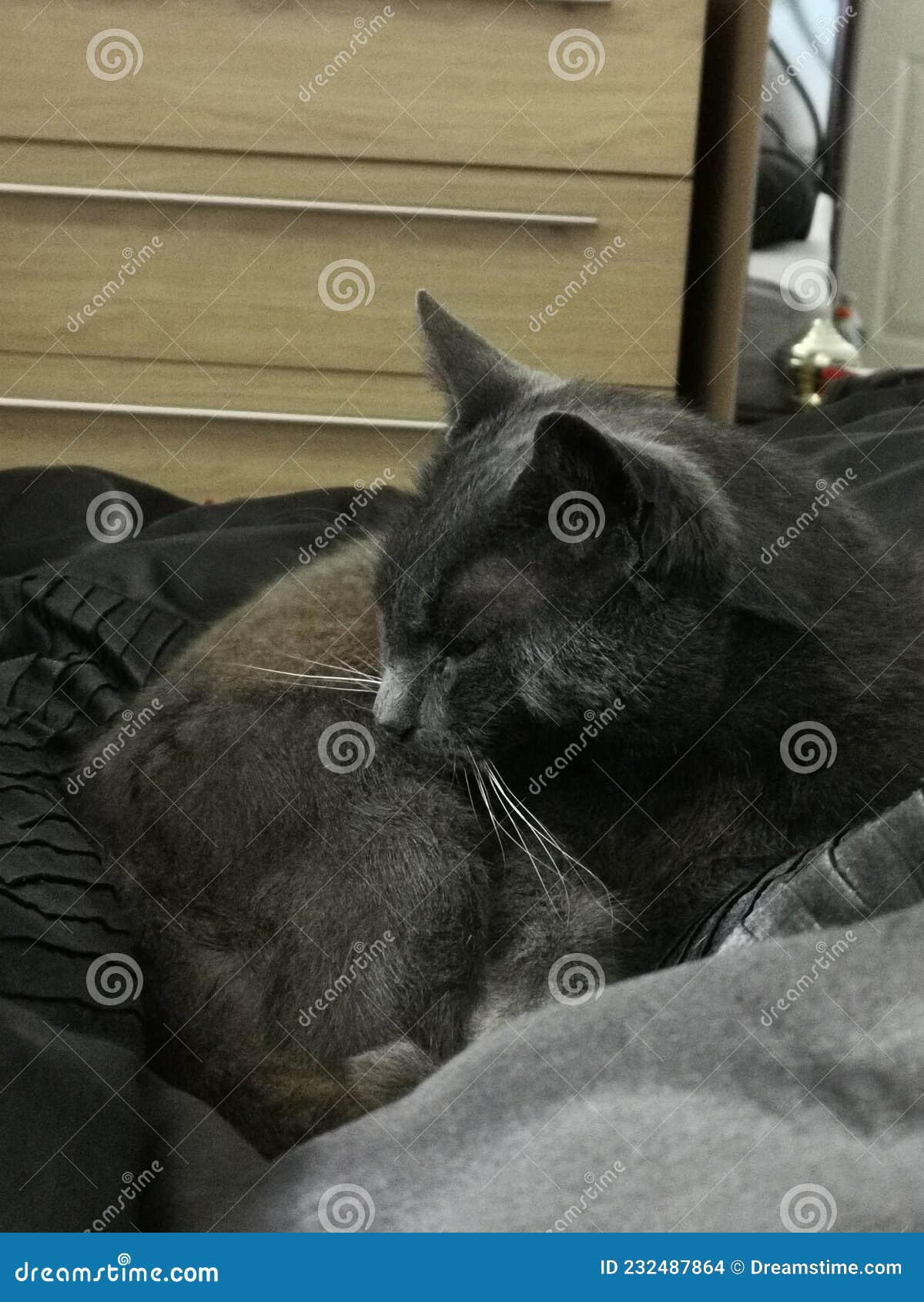 Sleeping cat ears stock photo. Image of monochrome, whiskers - 232487864