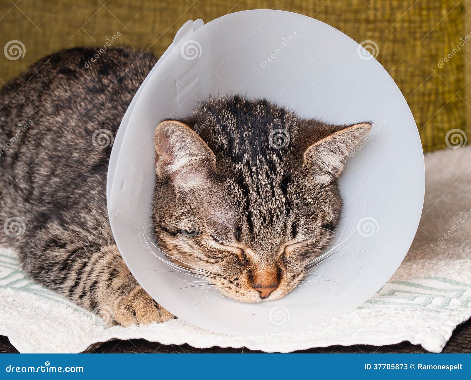 Sleeping Cat with an Elizabethan Collar Stock Image - Image of sleep ...