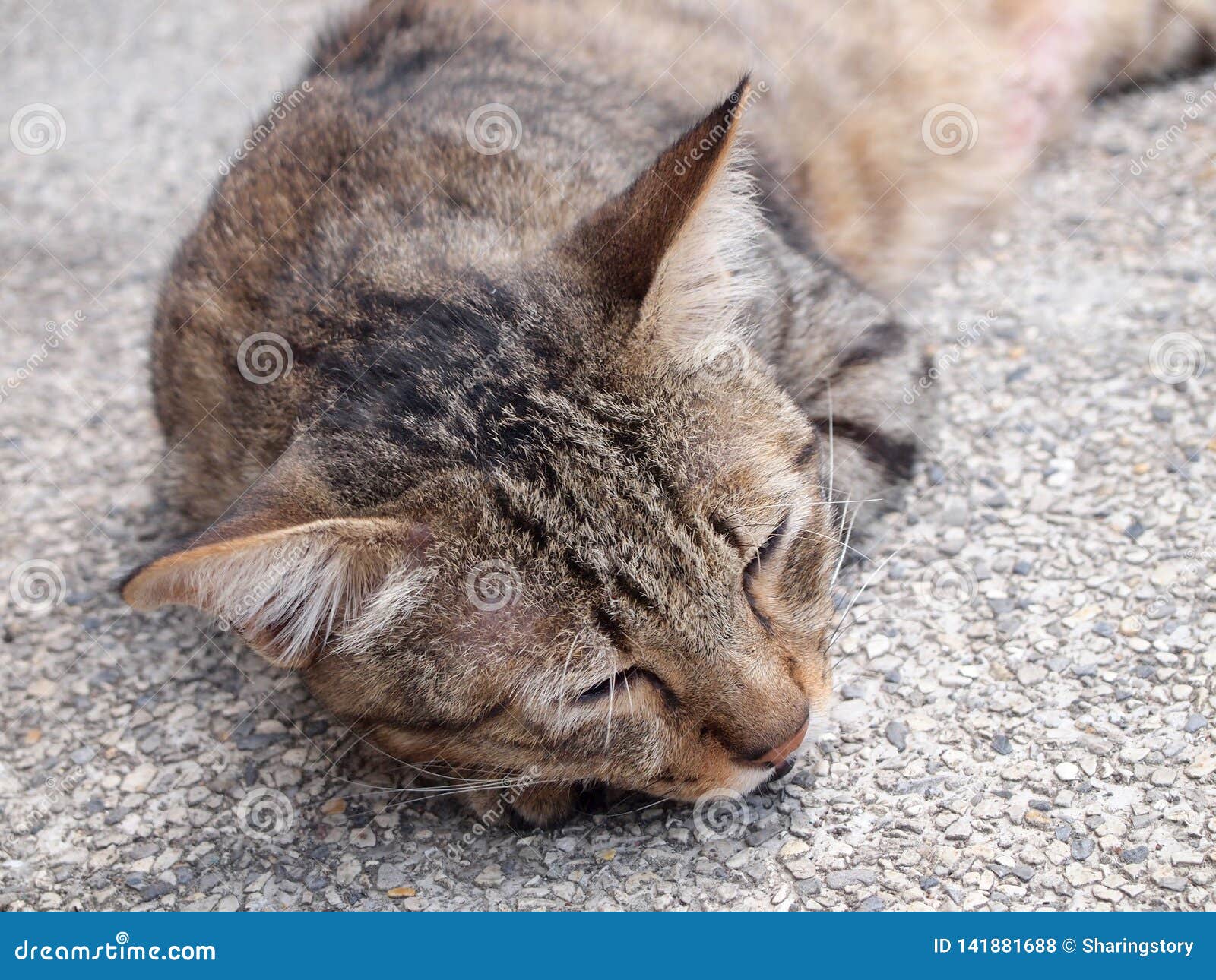 Sleeping cat face closeup stock photo. Image of foreground - 141881688