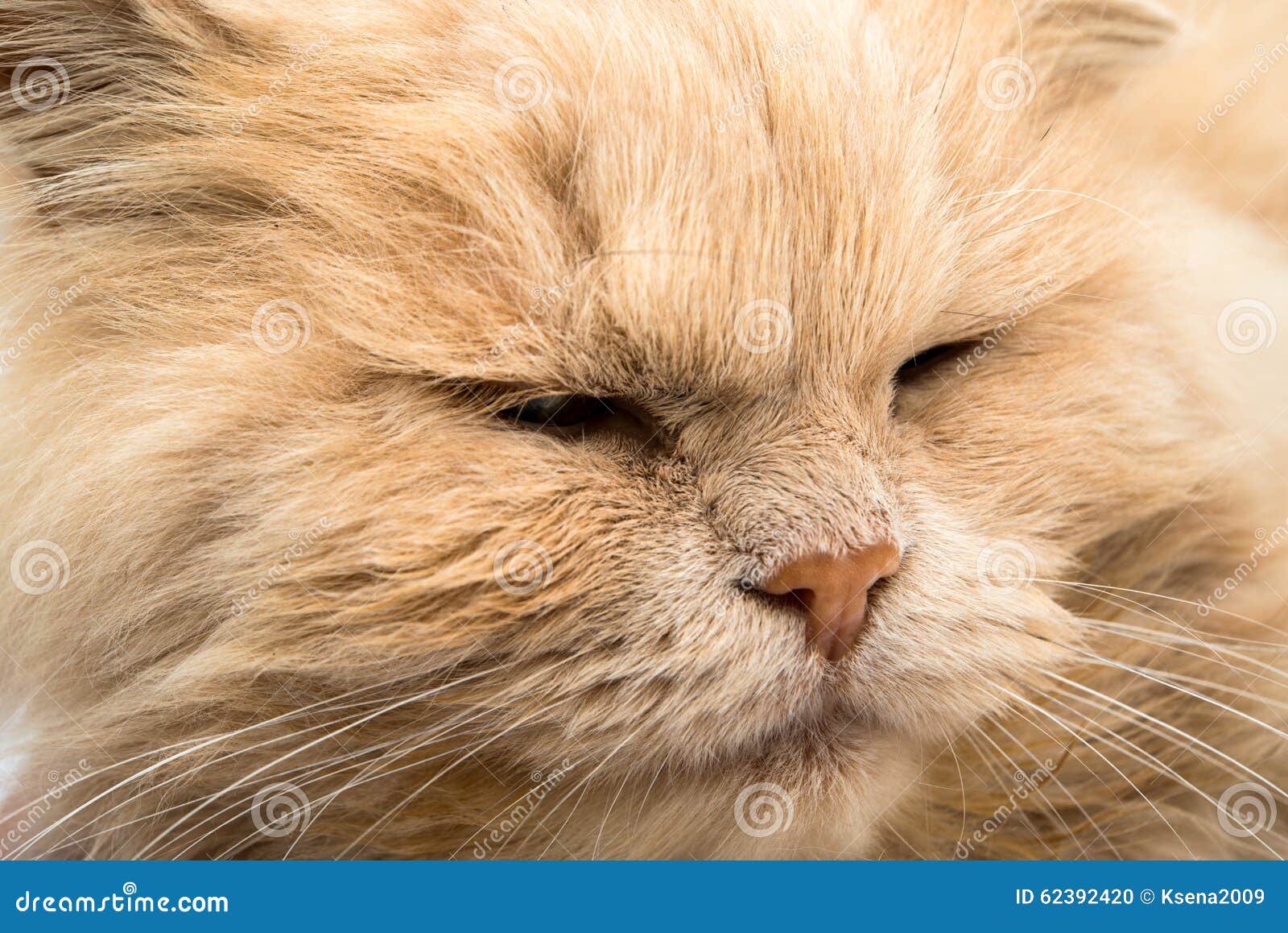 Sleeping cat face closeup stock photo. Image of closeup - 62392420