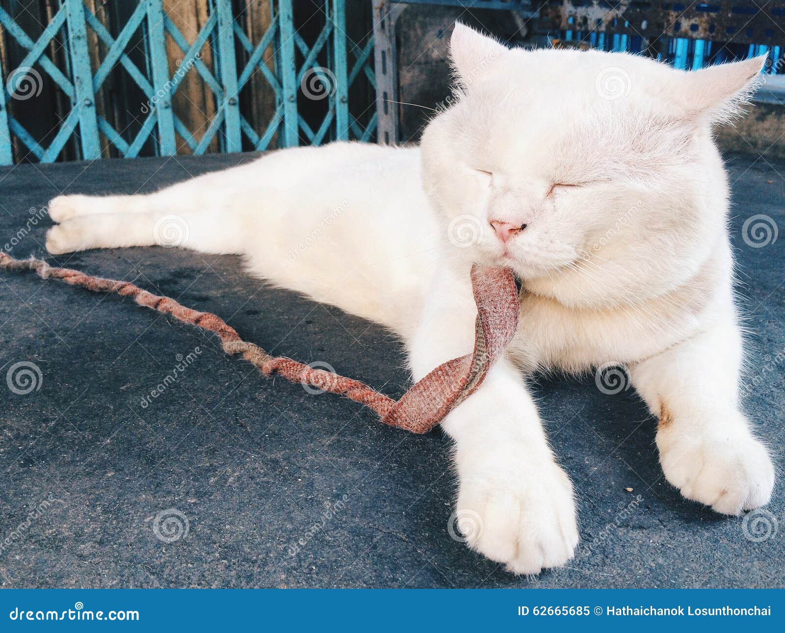 Sleeping cat stock image. Image of sleeping, cute - 62665685