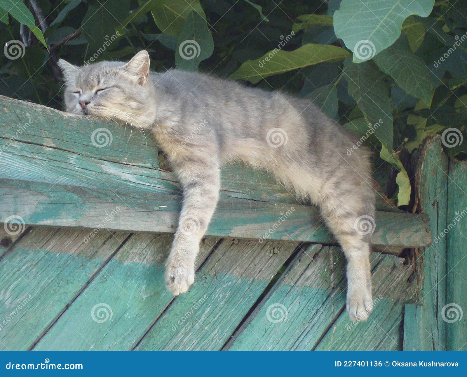 The Slumbering Cat on the Fence Stock Photo - Image of carnivore, nose ...
