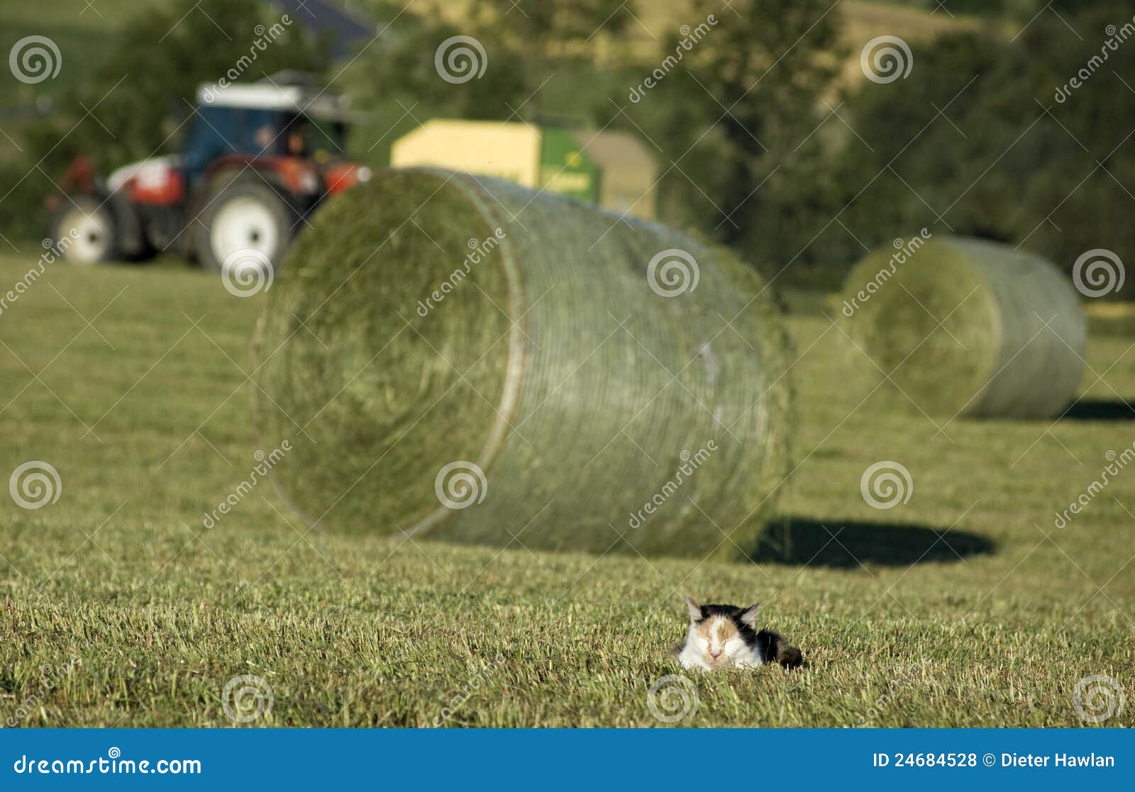 Rural Cat Haystack Stock Photos - Free & Royalty-Free Stock Photos from ...