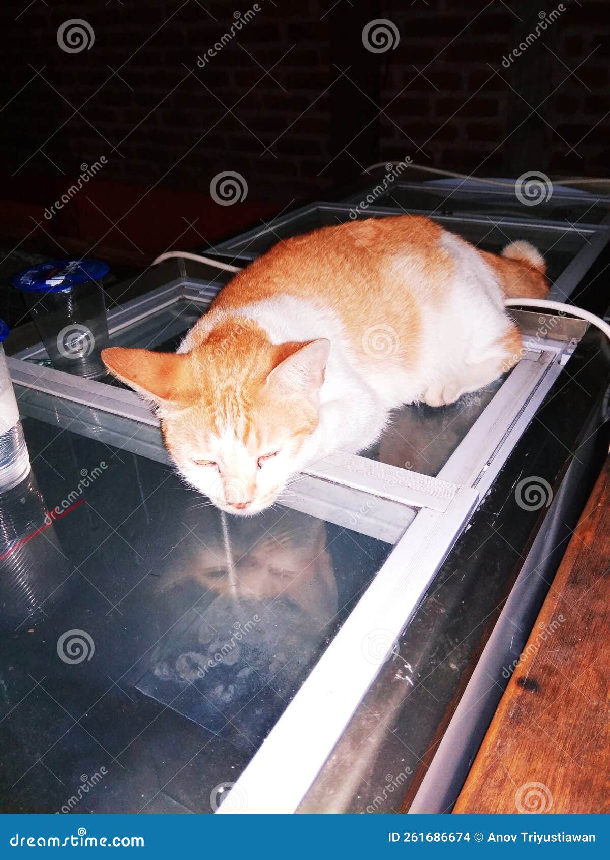 Sleeping Cat on the Freezer Stock Photo - Image of sleeping, freezer ...