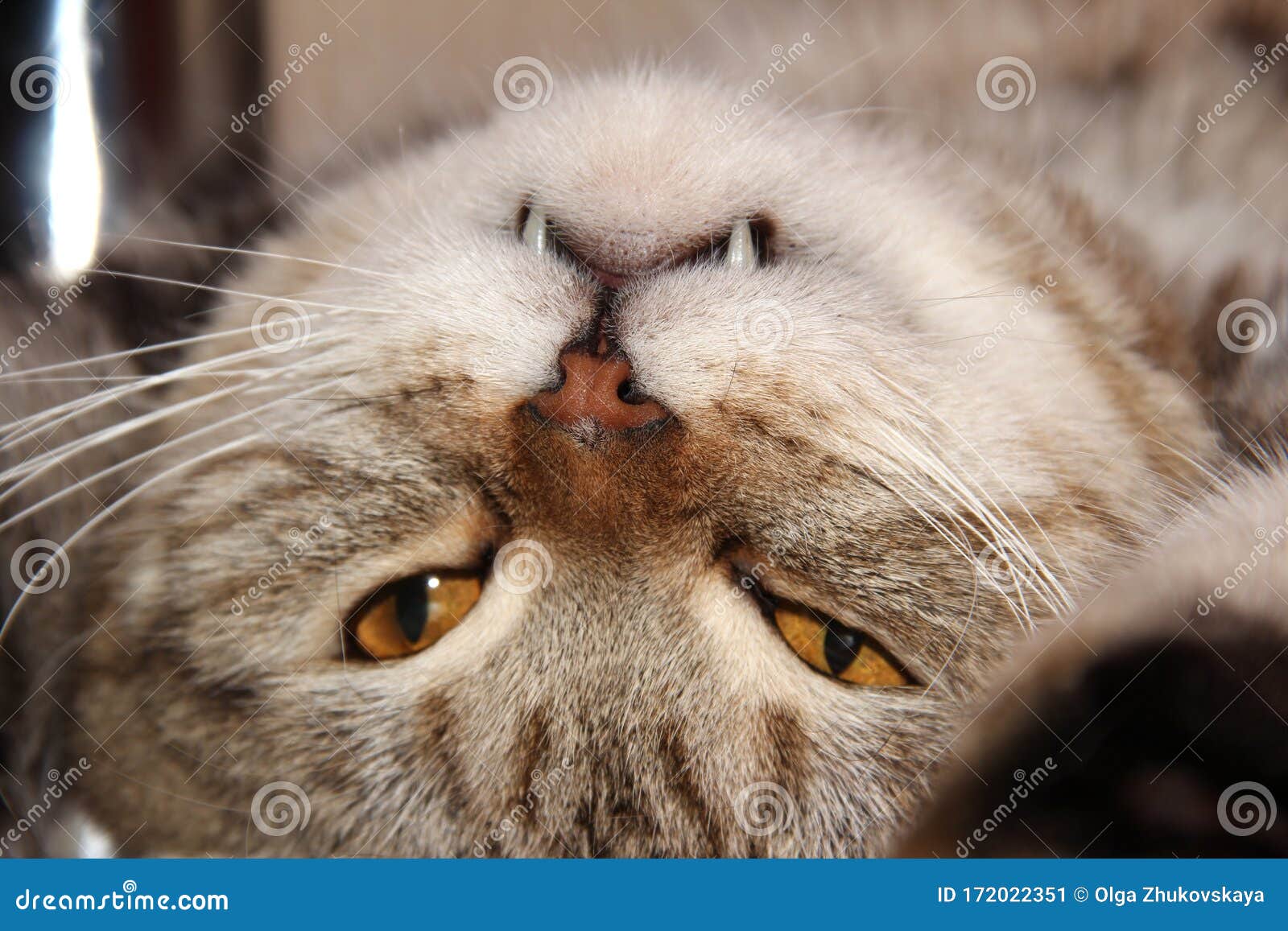 Sleeping Cat on His Back. Striped Friend Stock Image - Image of nature ...